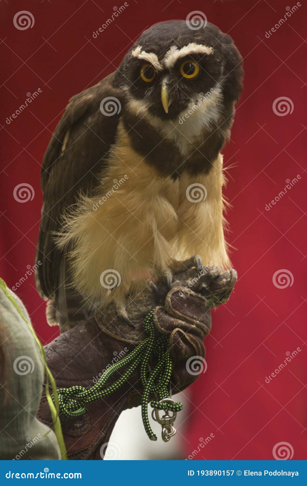 The Spectacled Owl Pulsatrix Perspicillata. Stock Image - Image of ...