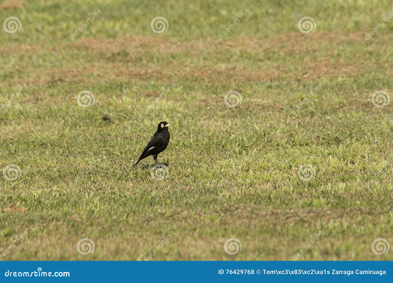 Spectacled tyrant bird stock photo. Image of heron, trees - 76429768