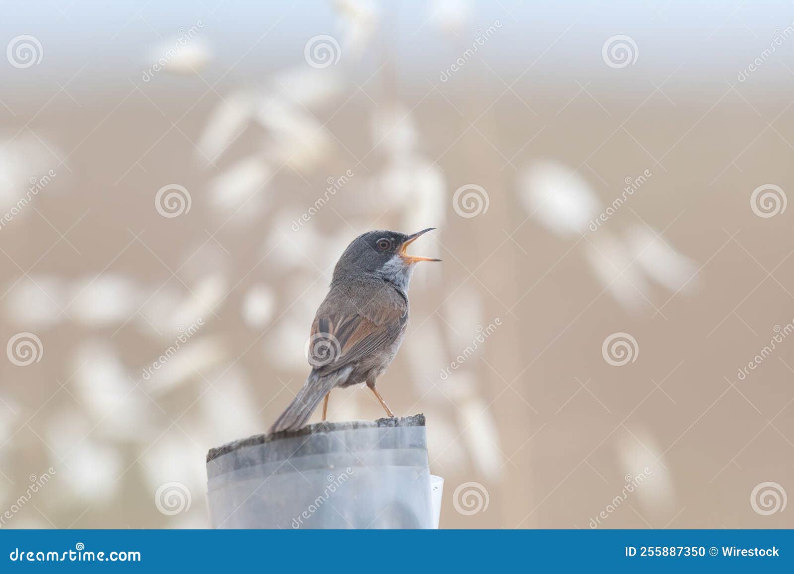 Spectacled Warbler (Curruca Conspicillata) on a Branch Stock Photo ...