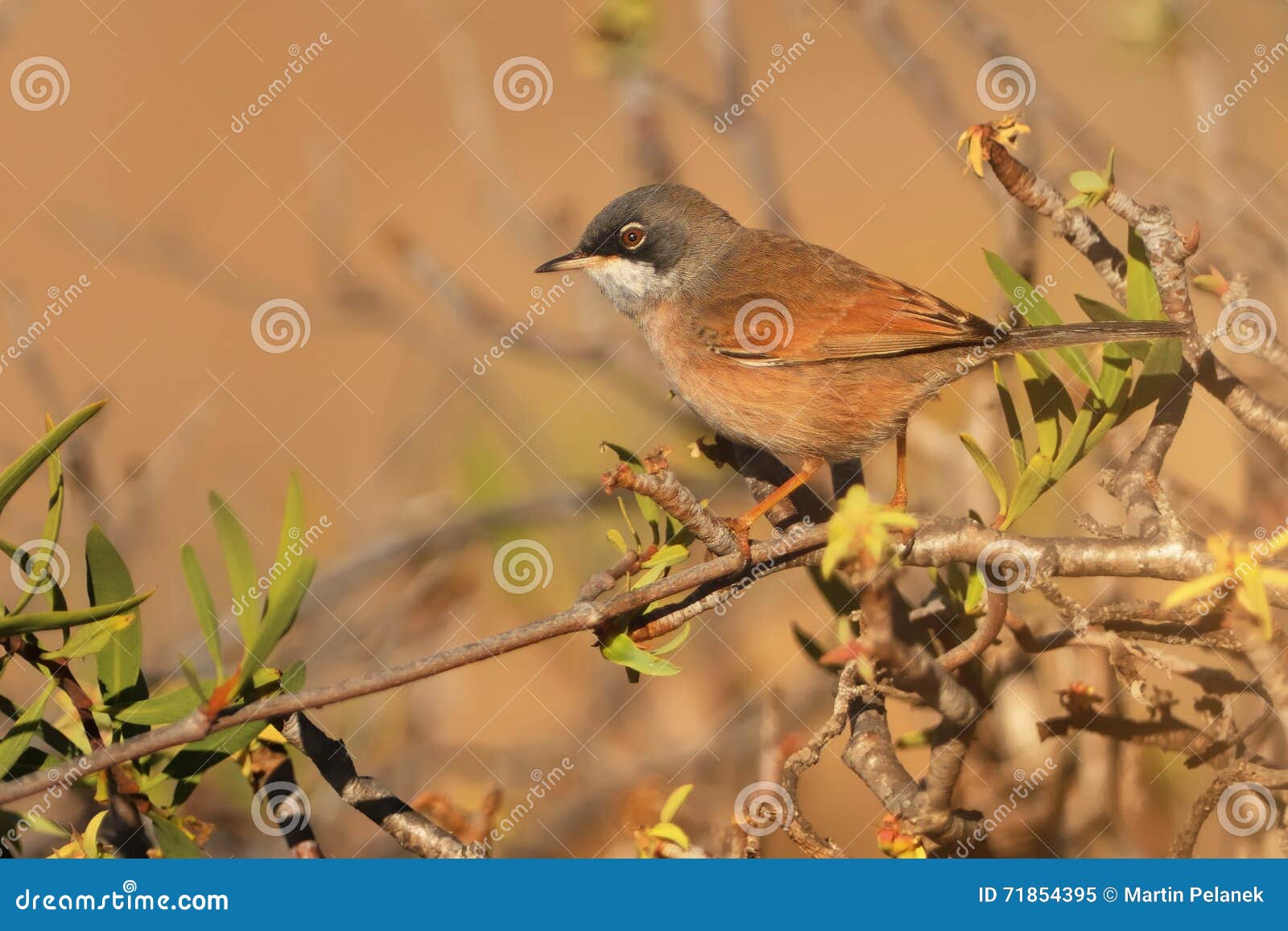 Spectacled Warbler - Sylvia Conspicillata Stock Image - Image of ...