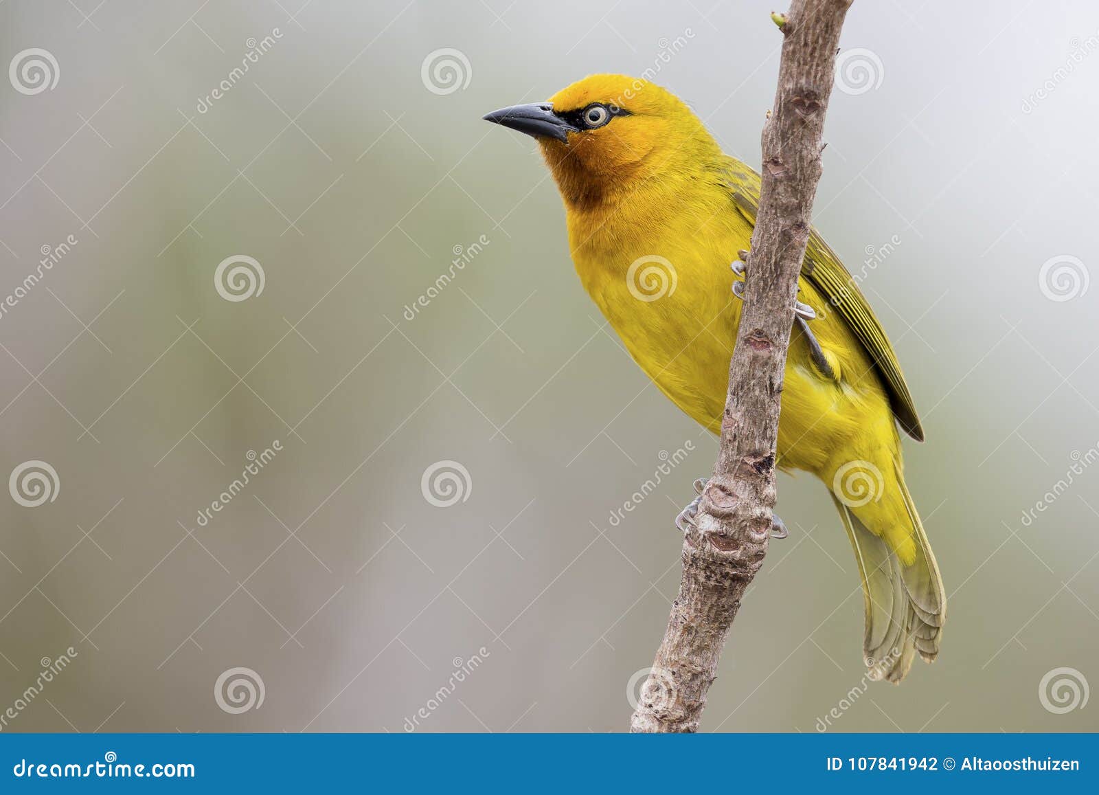 Spectacled Weaver Perch and Balance on Thin Branch Stock Photo - Image ...