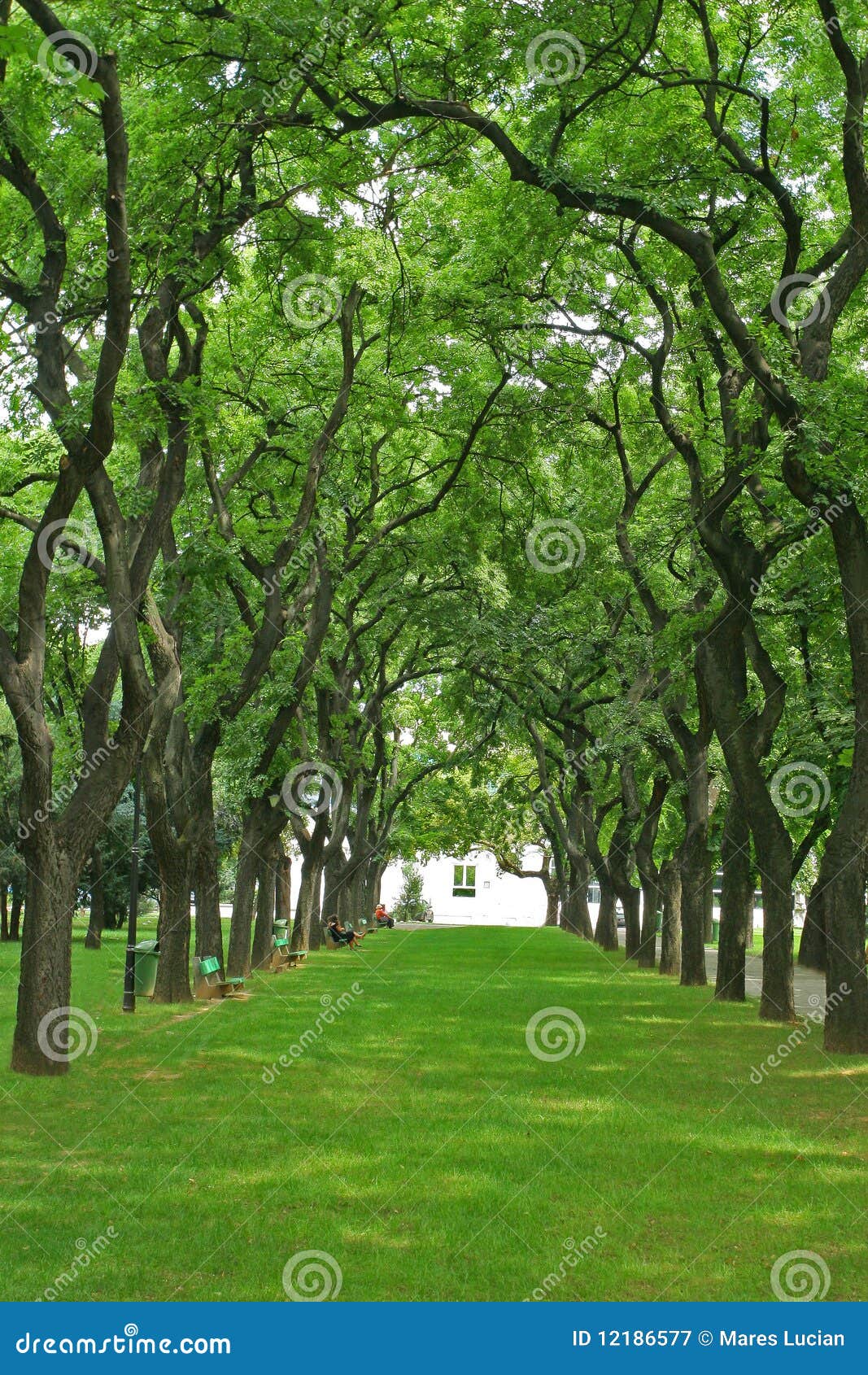 Spectacular Alley with Arched Coiled Trees. Stock Image - Image of leaf ...