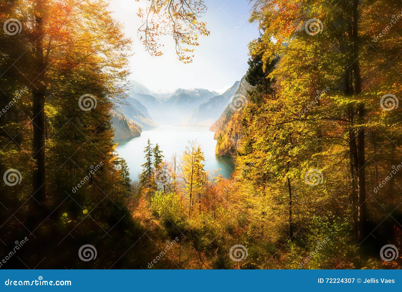 Spectacular Forest View with Lake Stock Image - Image of leaf, europe ...