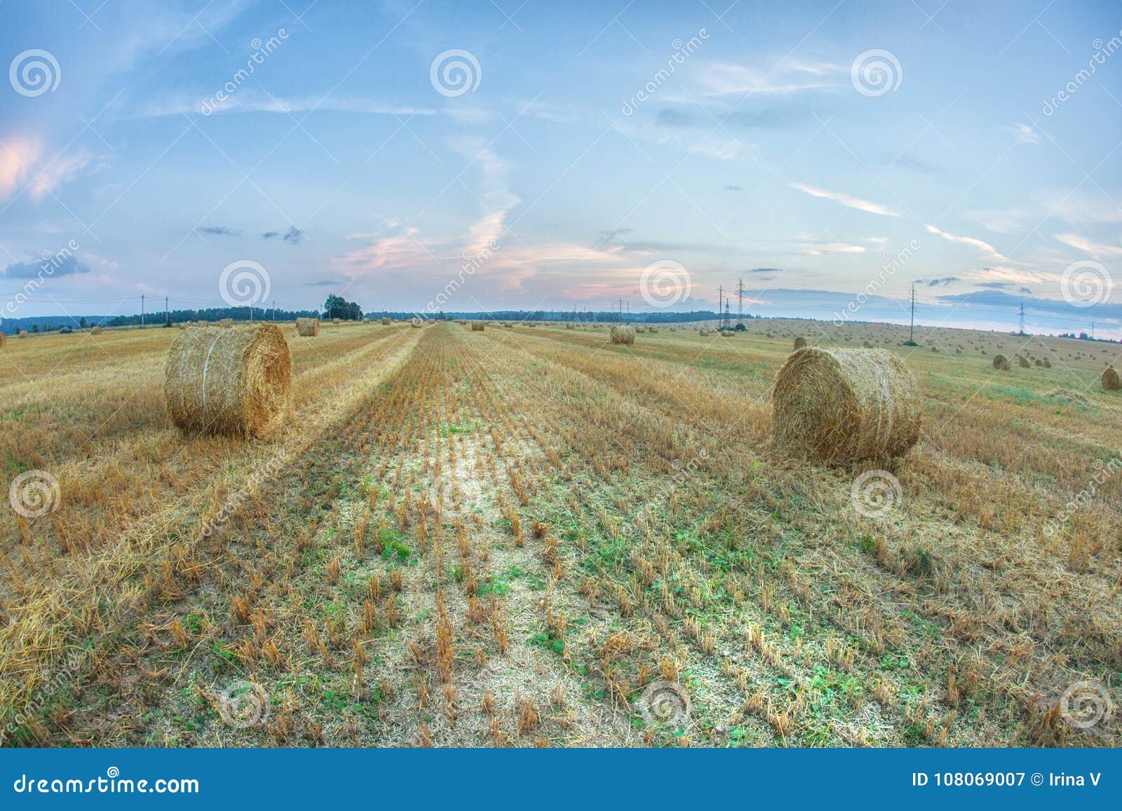 Spectacular Golden Field with Round Hay Rolls Under a Blue Sky Stock ...