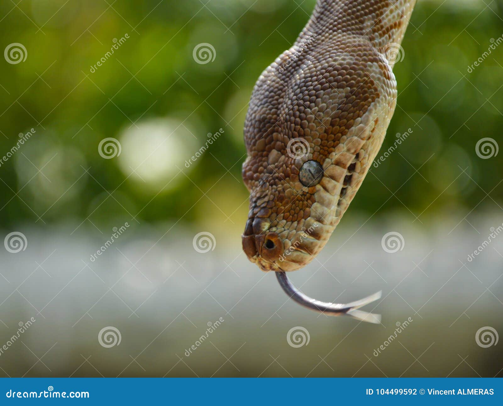Snake say you hello stock photo. Image of hello, snake - 104499592