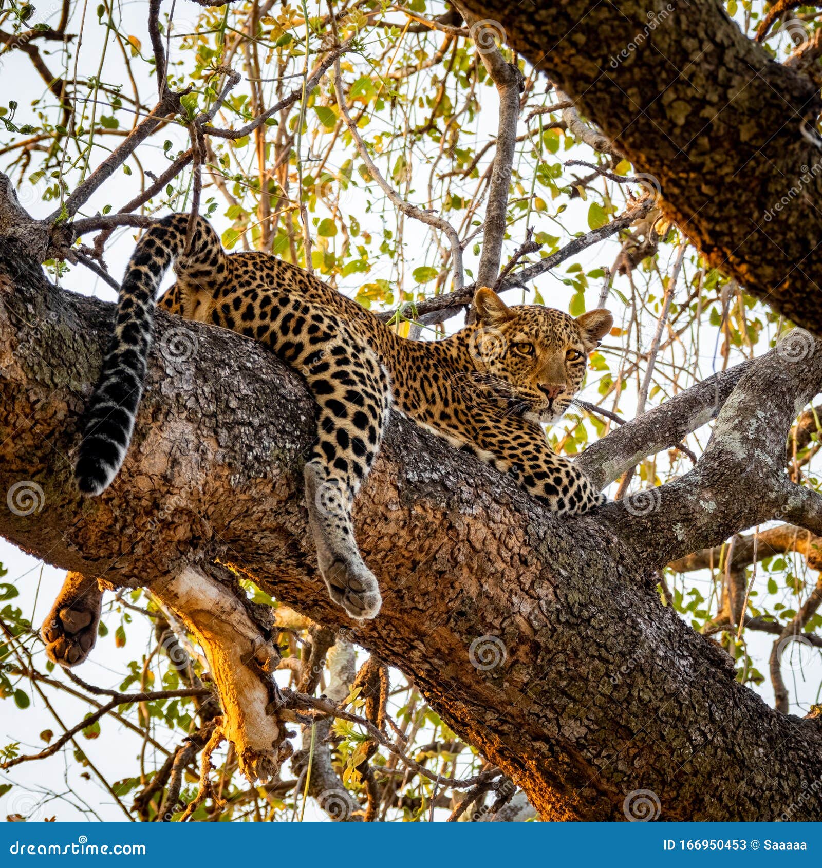 Spectacular Leopard Sprawled on Top of Tree Branch Looking Down Stock ...