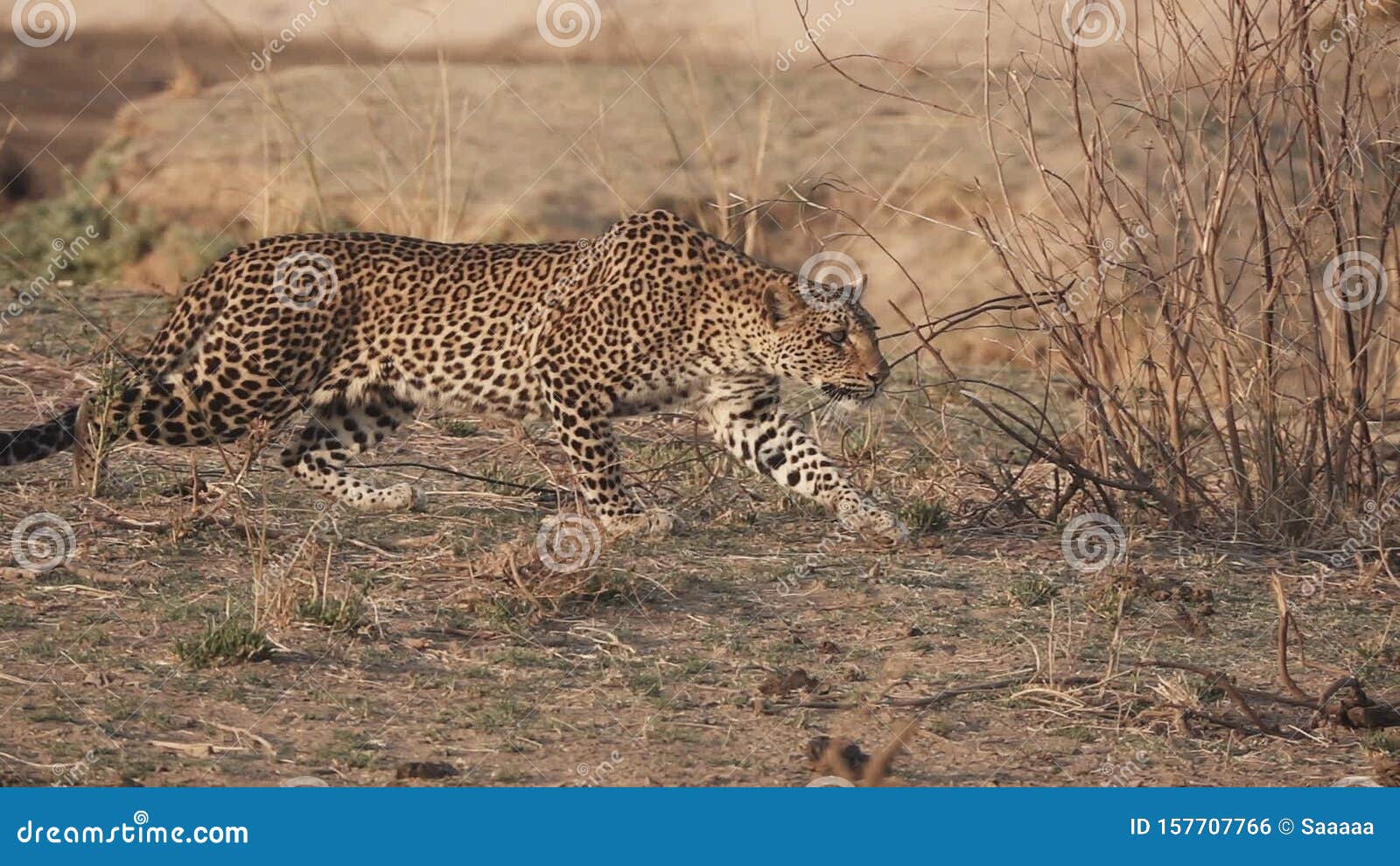 Spectacular Leopard in Super Slow Motion Stock Footage - Video of ...