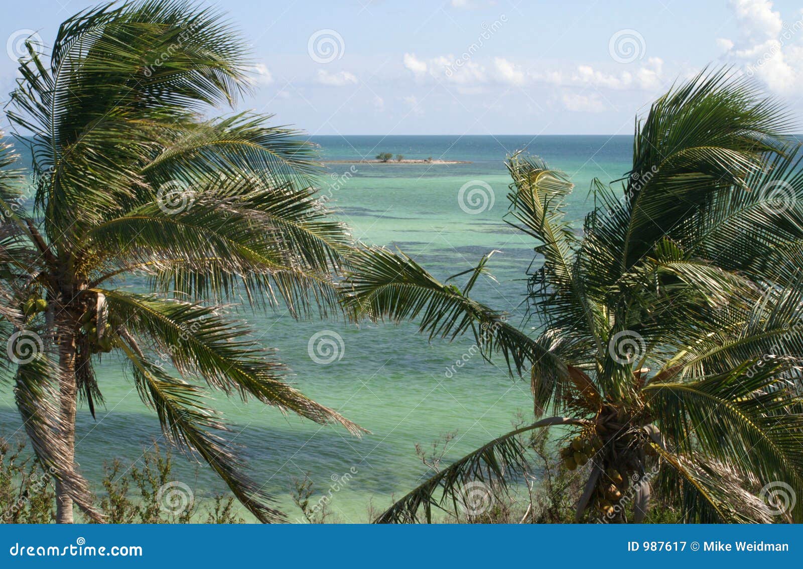 Spectacular Ocean View with Palm Trees Stock Image - Image of tree ...