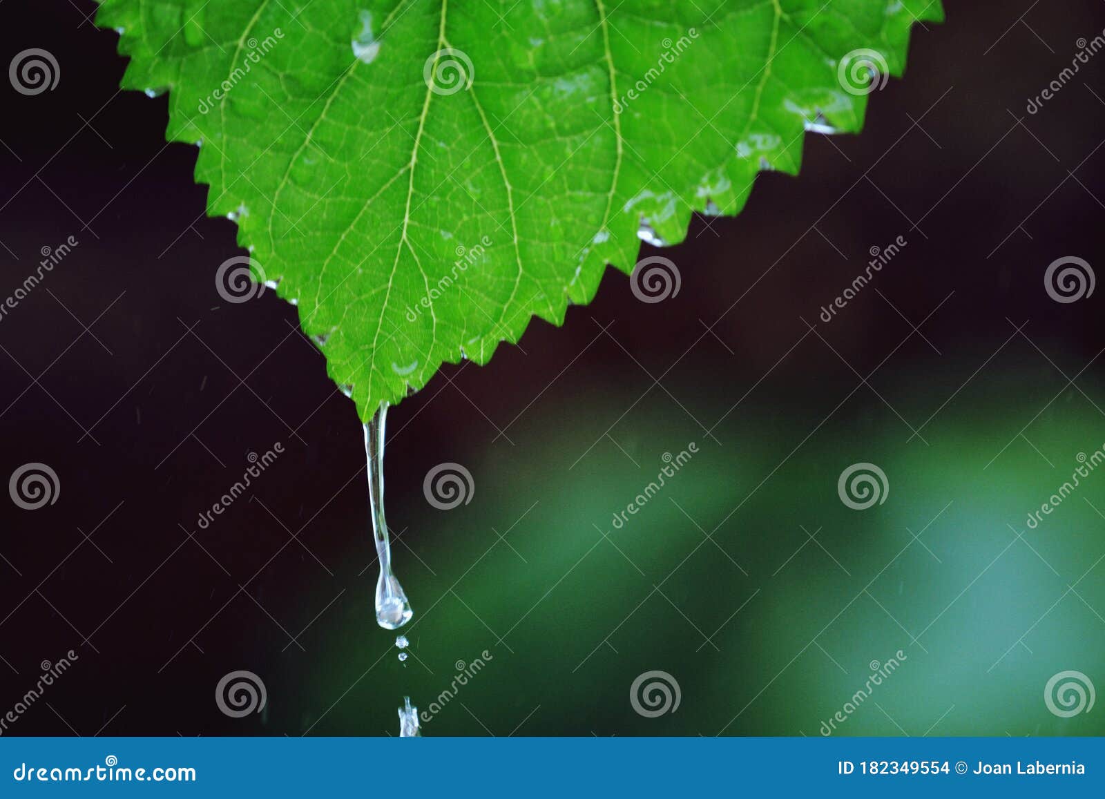 Raindrop Falling from a Leaf Stock Photo - Image of leaf, spring: 182349554
