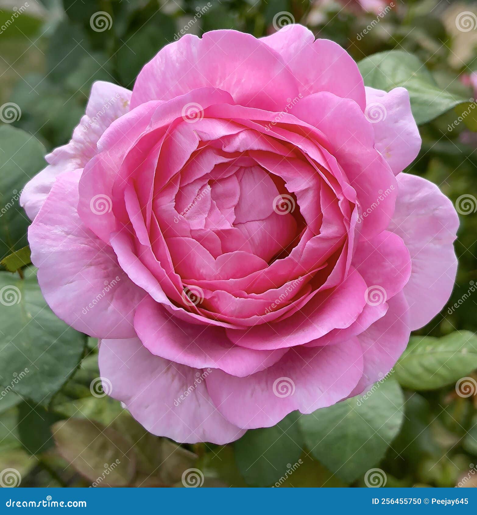 Spectacular Pink Roses in Full Bloom Stock Photo - Image of flora ...