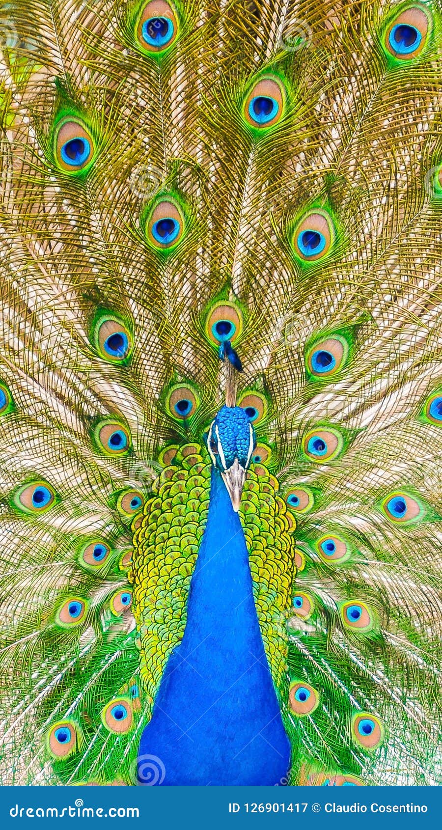 Spectacular Portrait of a Peacock Facing Front. Stock Image - Image of ...