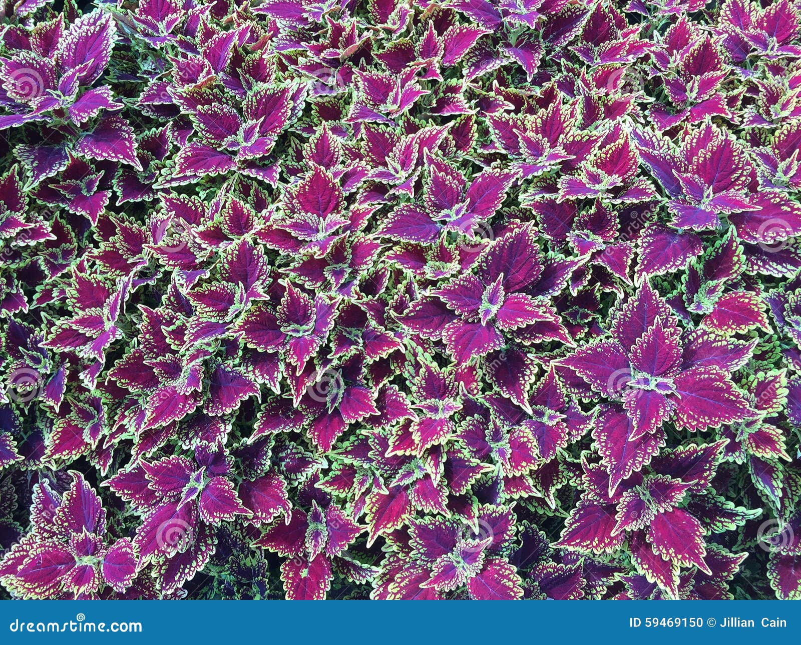 Spectacular Purple Coleus Plants Stock Photo - Image of large, design ...