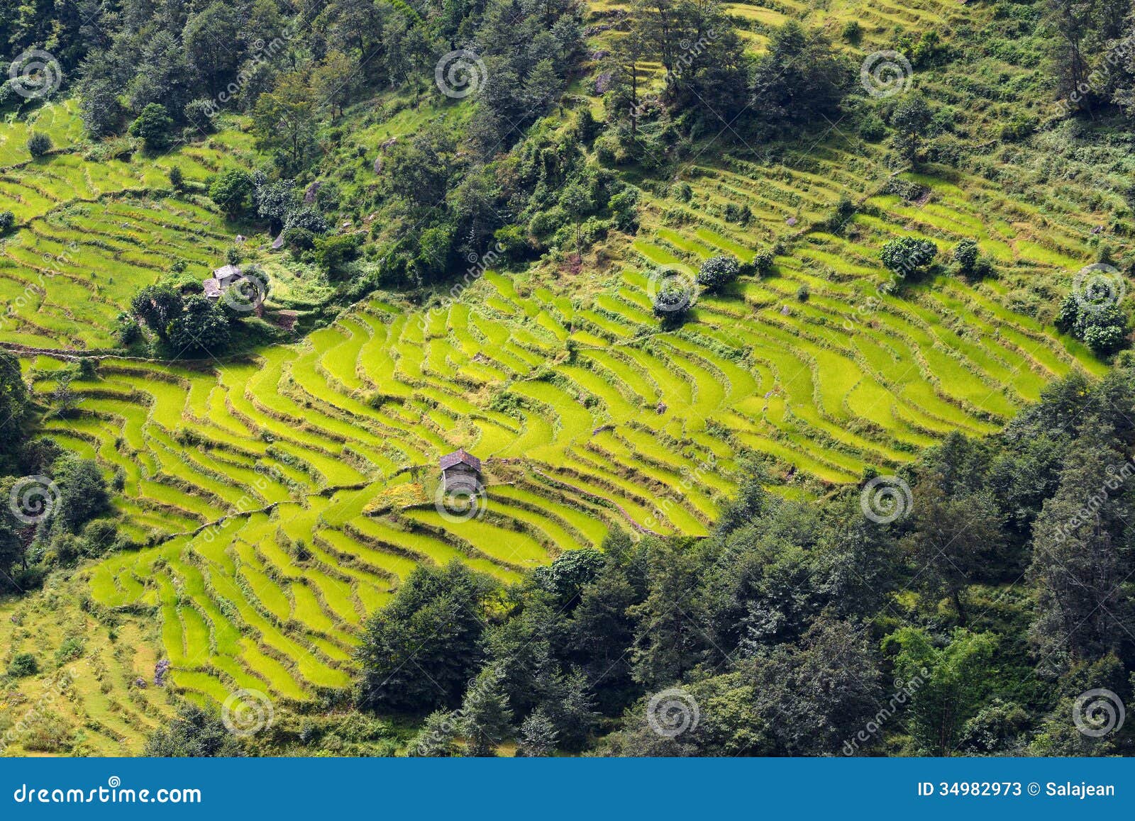 Spectacular Rice Fields On The Himalayan Slopes, Nepal Royalty-Free ...