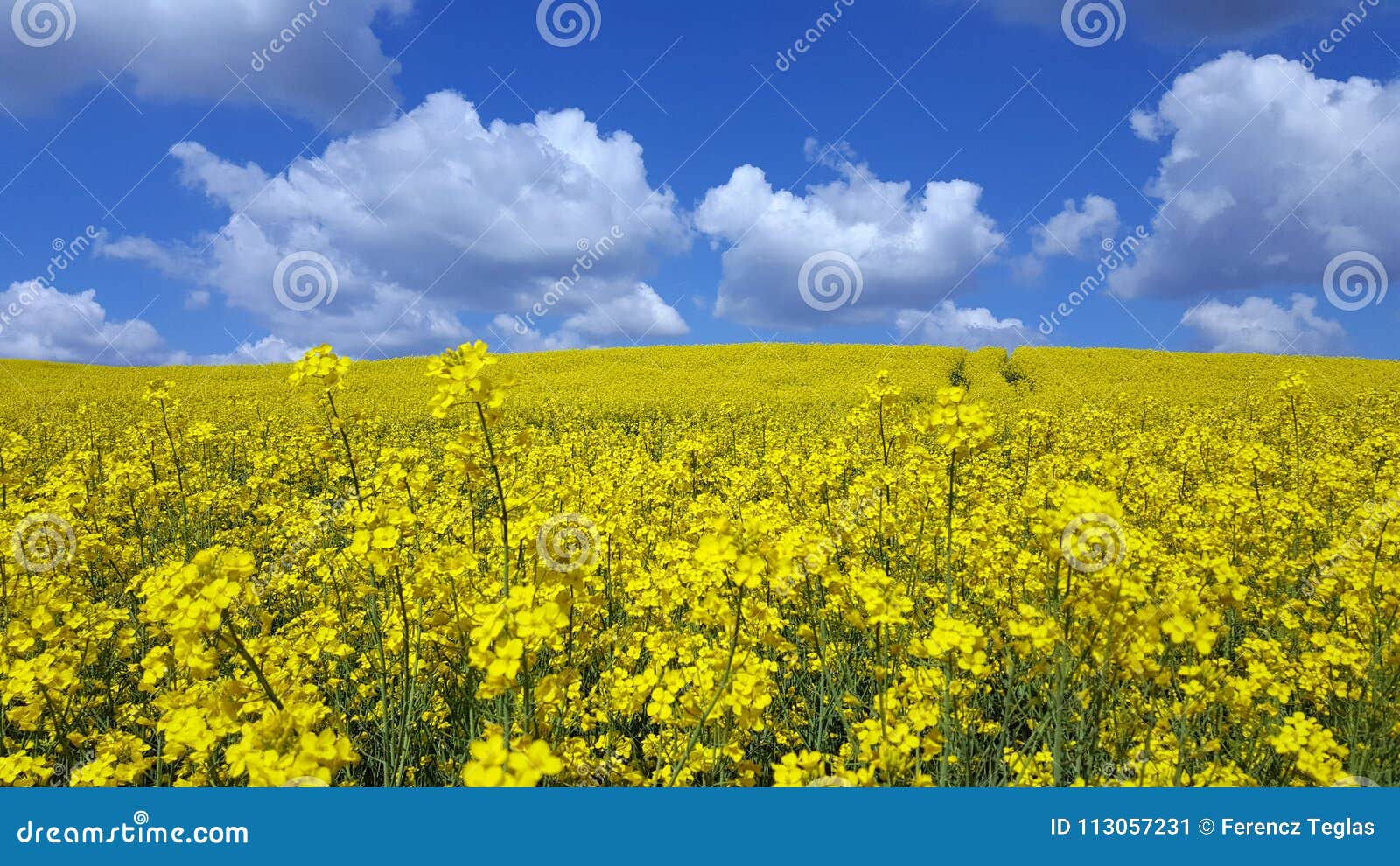 Spectacular scenery field stock image. Image of nature - 113057231