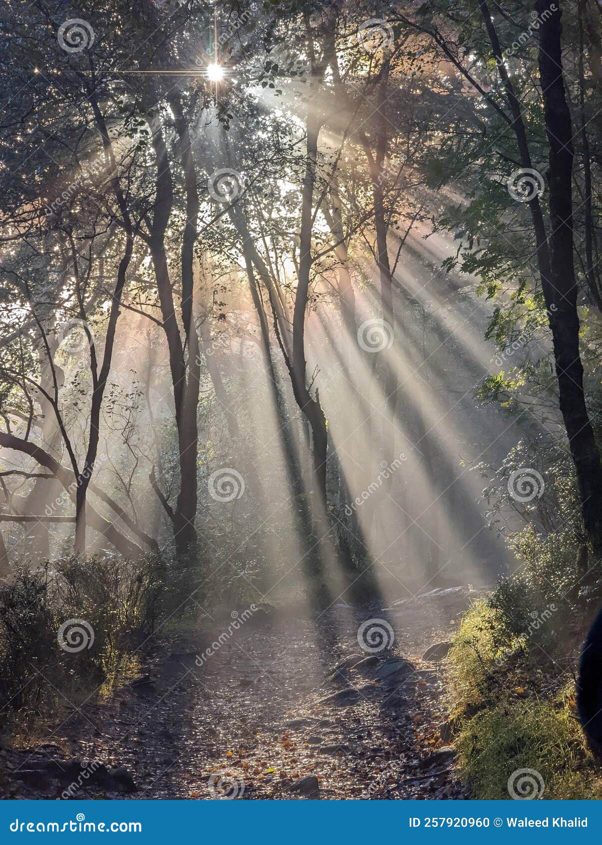 A Spectacular Sight of Sunlight Peeping through the Trees in Morning ...