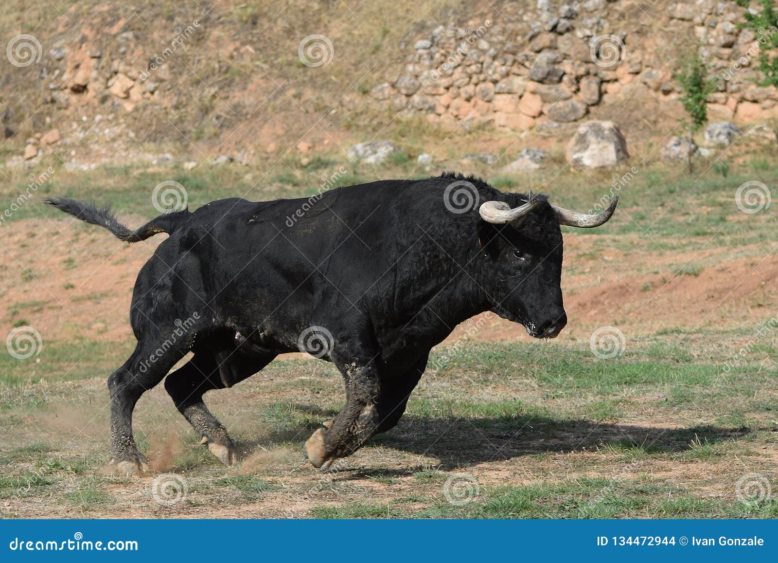 Spectacular spanish bull stock photo. Image of field - 134472944