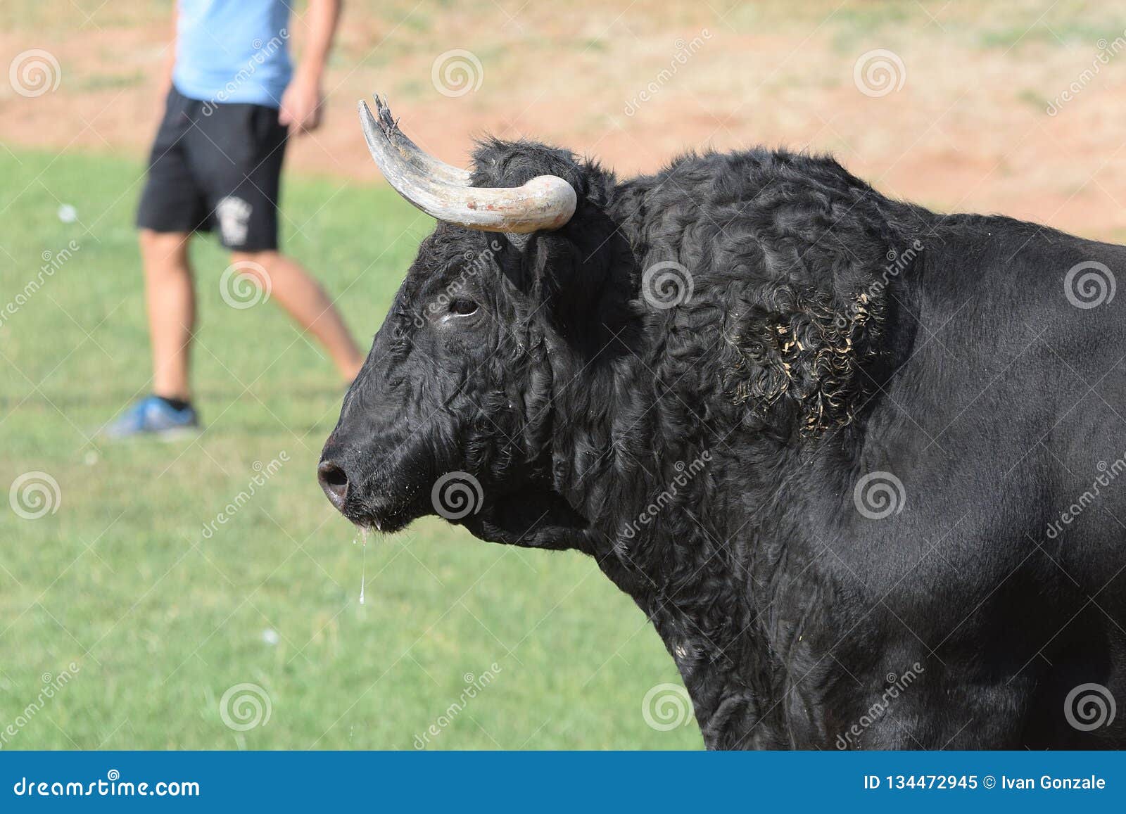 Spectacular spanish bull stock image. Image of bull - 134472945
