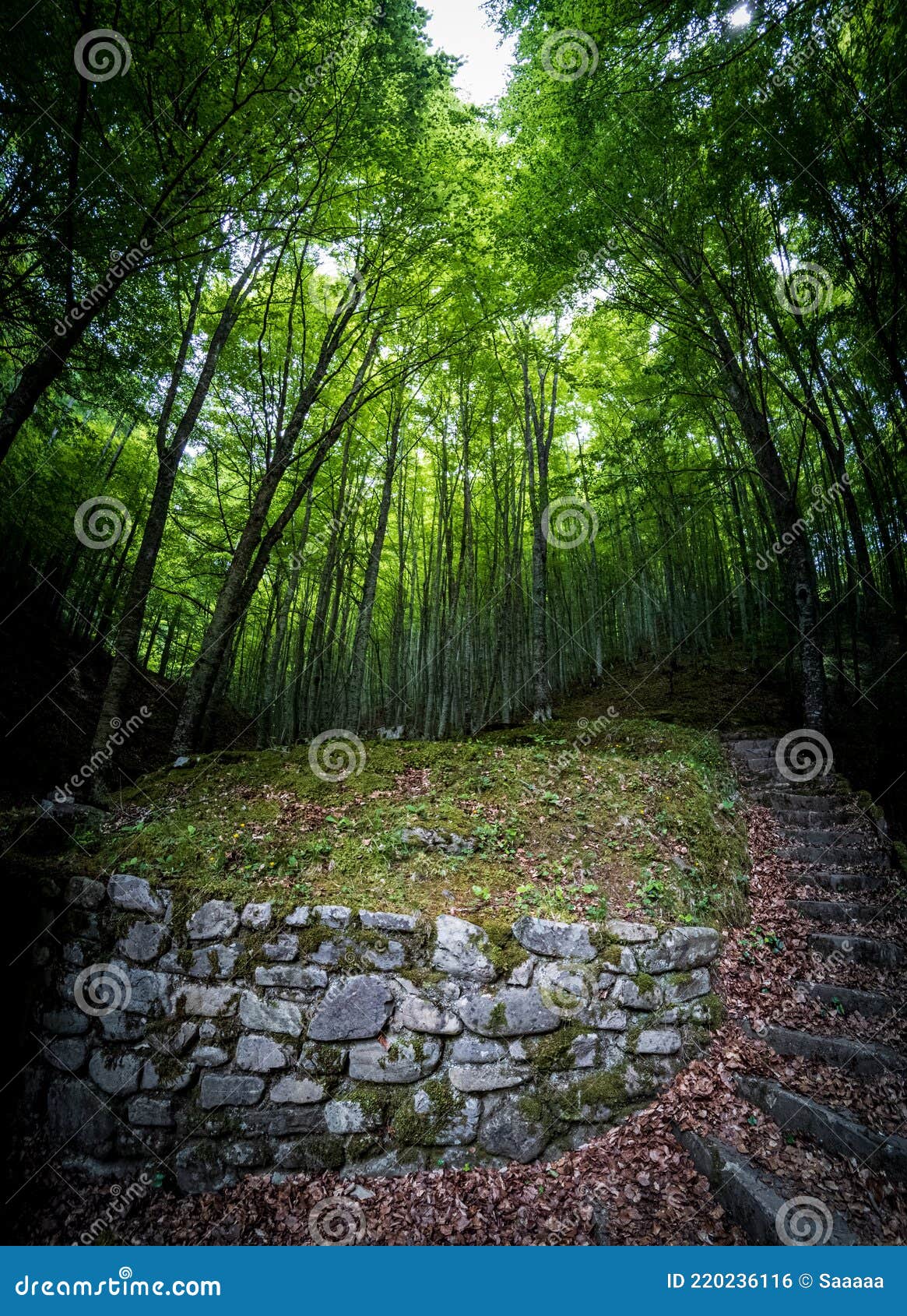 Spectacular Stone Steps Towards Beech Tree Forest Stock Photo - Image ...