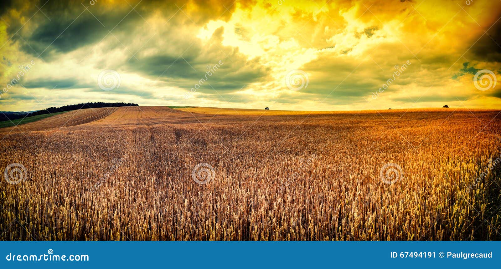 Spectacular Sunset Over Wheat Field Stock Image - Image of harvest ...