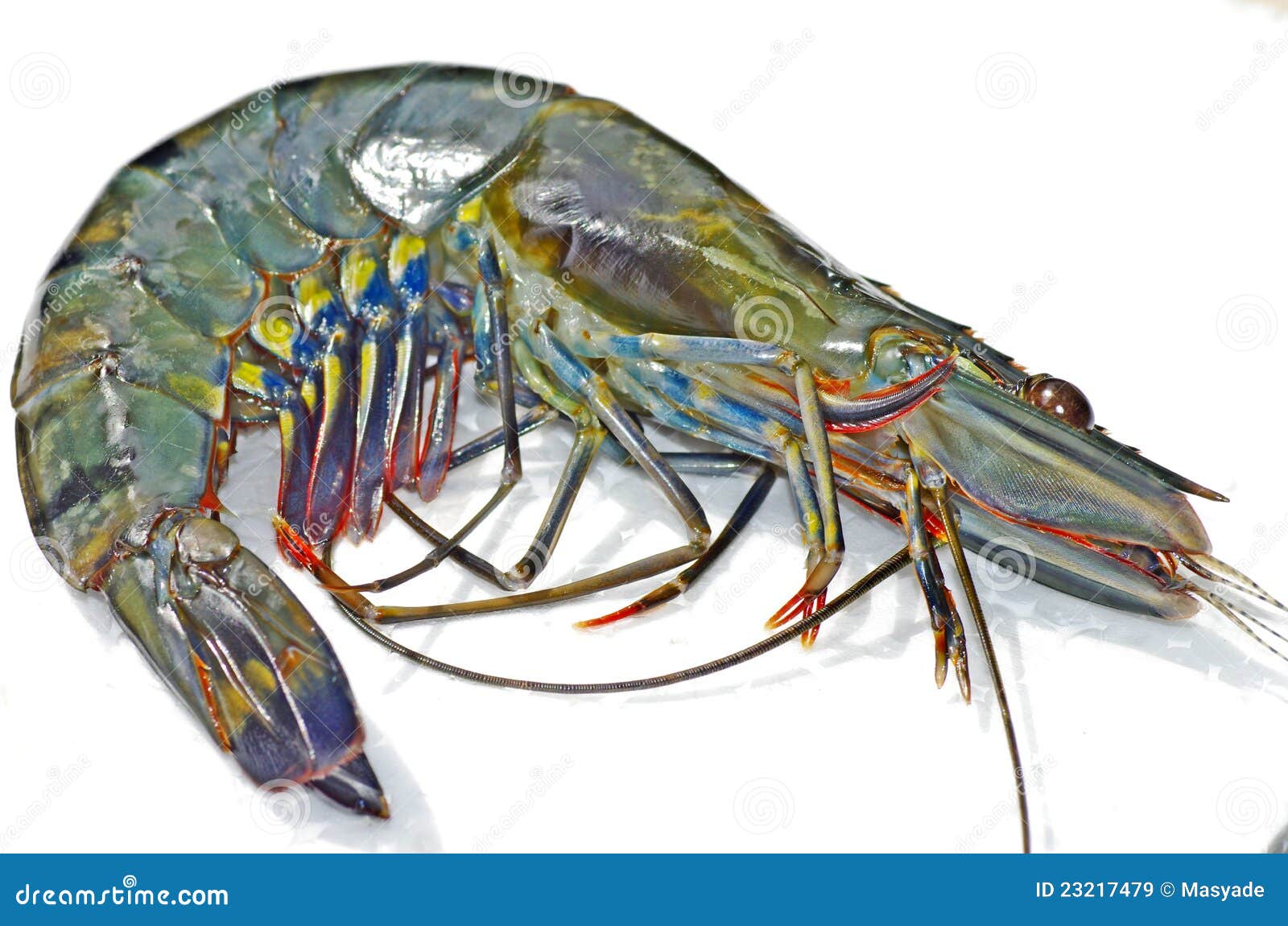 A spectacular tiger prawn stock image. Image of curled - 23217479