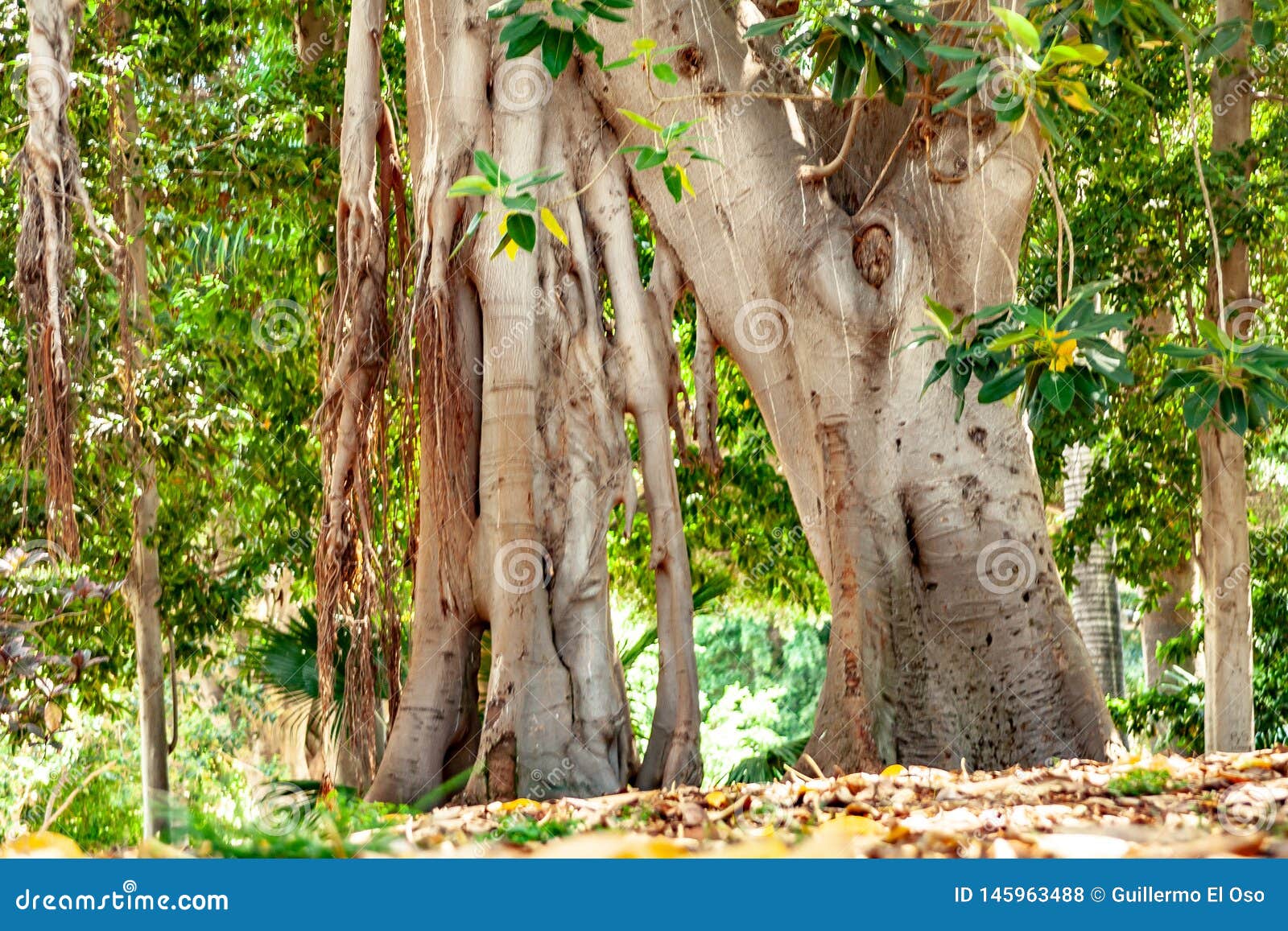 Spectacular View of Hanging Roots of a Great Tree Stock Photo - Image ...
