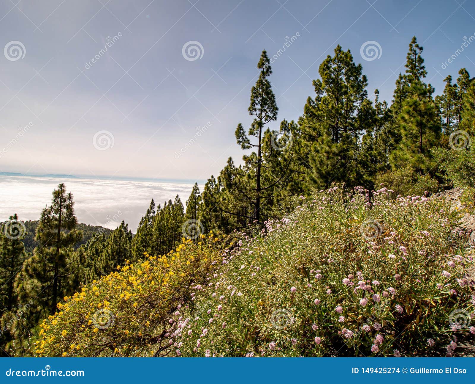 Spectacular View Over the Meadow To the Mountain Stock Photo - Image of ...