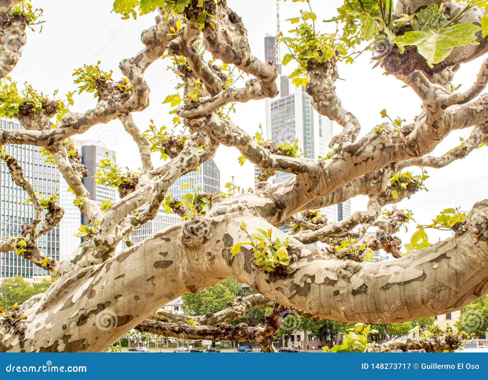 Spectacular View through a Tree on Skyscrapers Stock Image - Image of ...