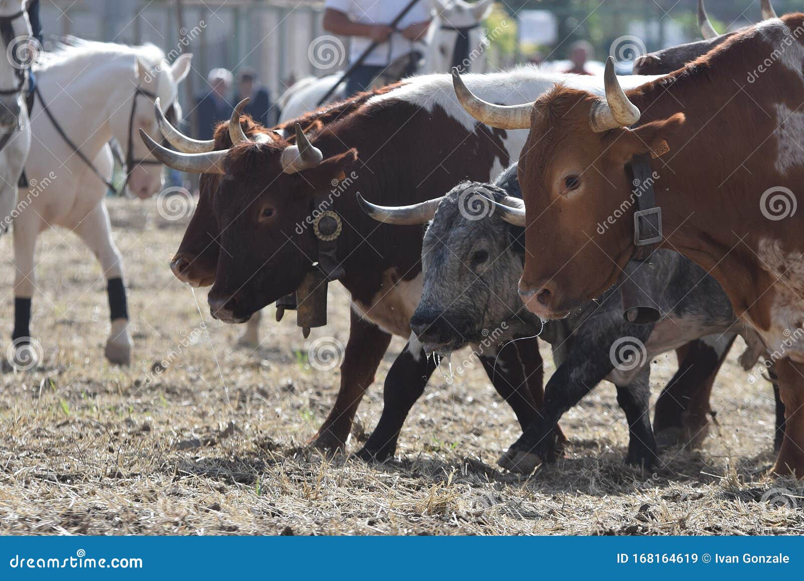 Spectacular White Bull Running Across the Field Stock Image - Image of ...