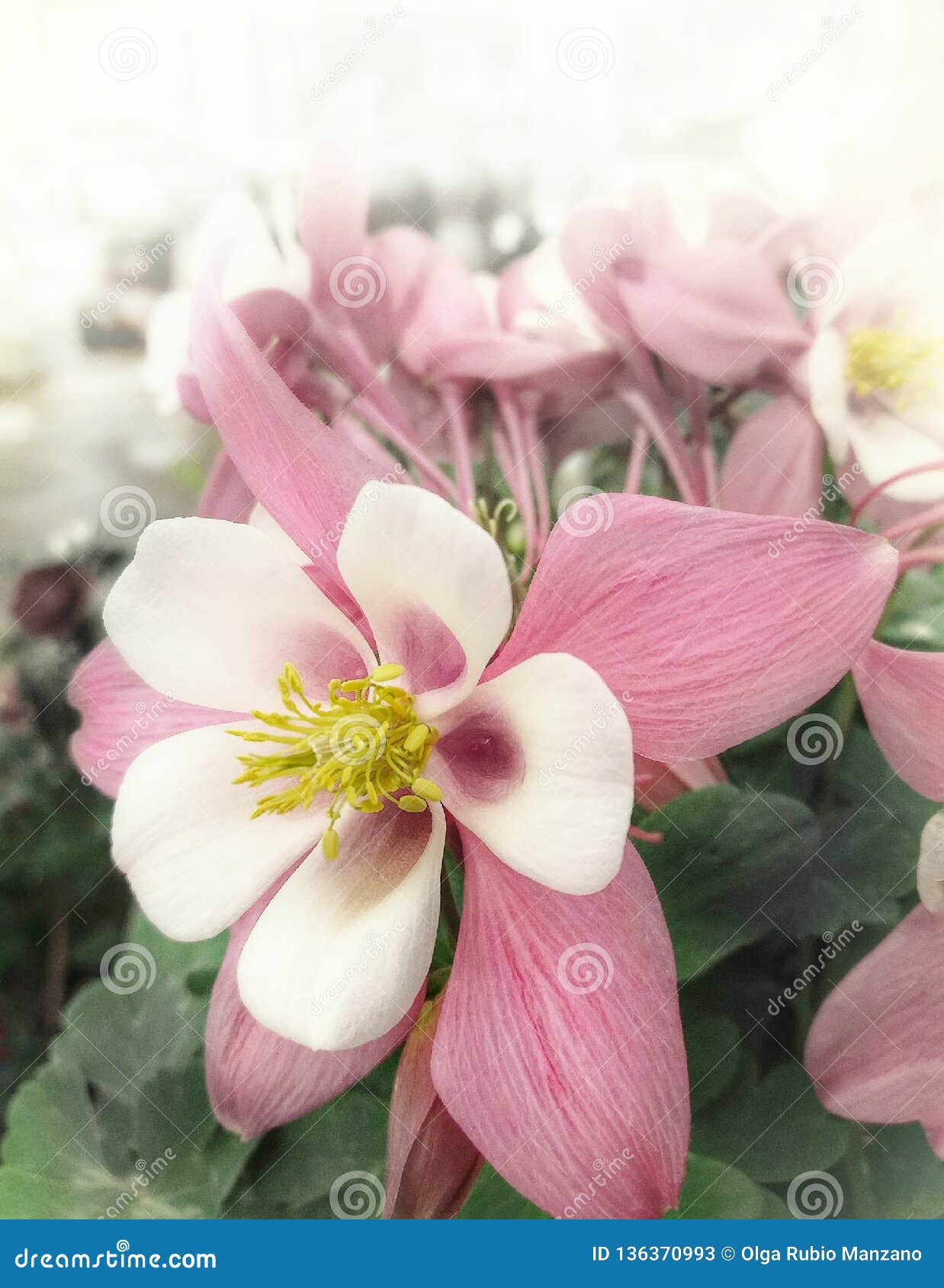 Spectacular flower stock image. Image of nature, spectacular - 136370993