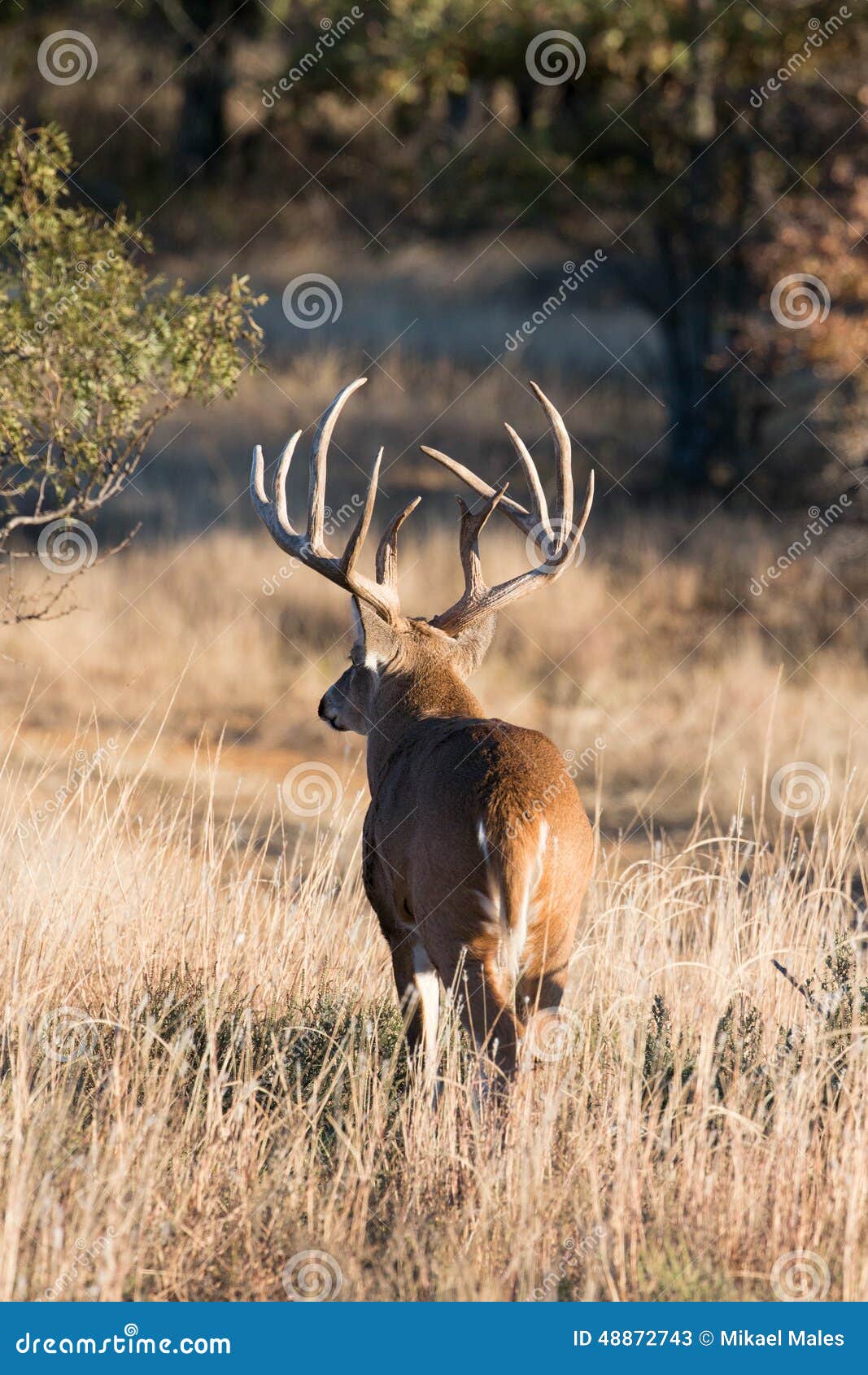Spectacular Whitetail Buck Looking at Approaching Doe Stock Image ...