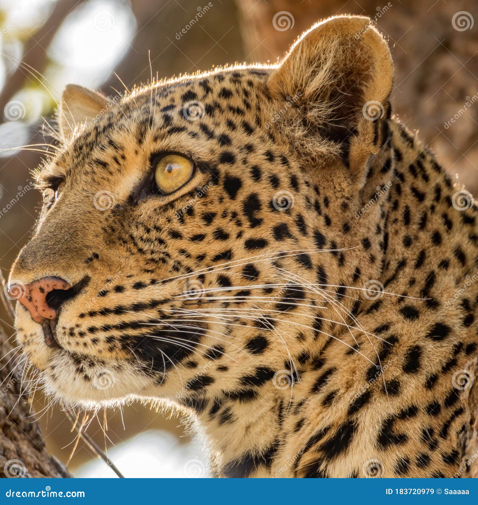 Spectacular Wild Leopard Head Looking To the Infinite Stock Image ...