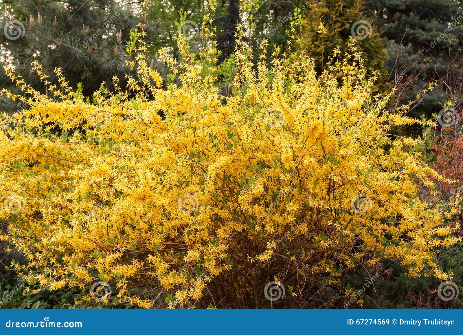 Spectacular Yellow Forsythia Bush on Background of Pine Trees Stock ...