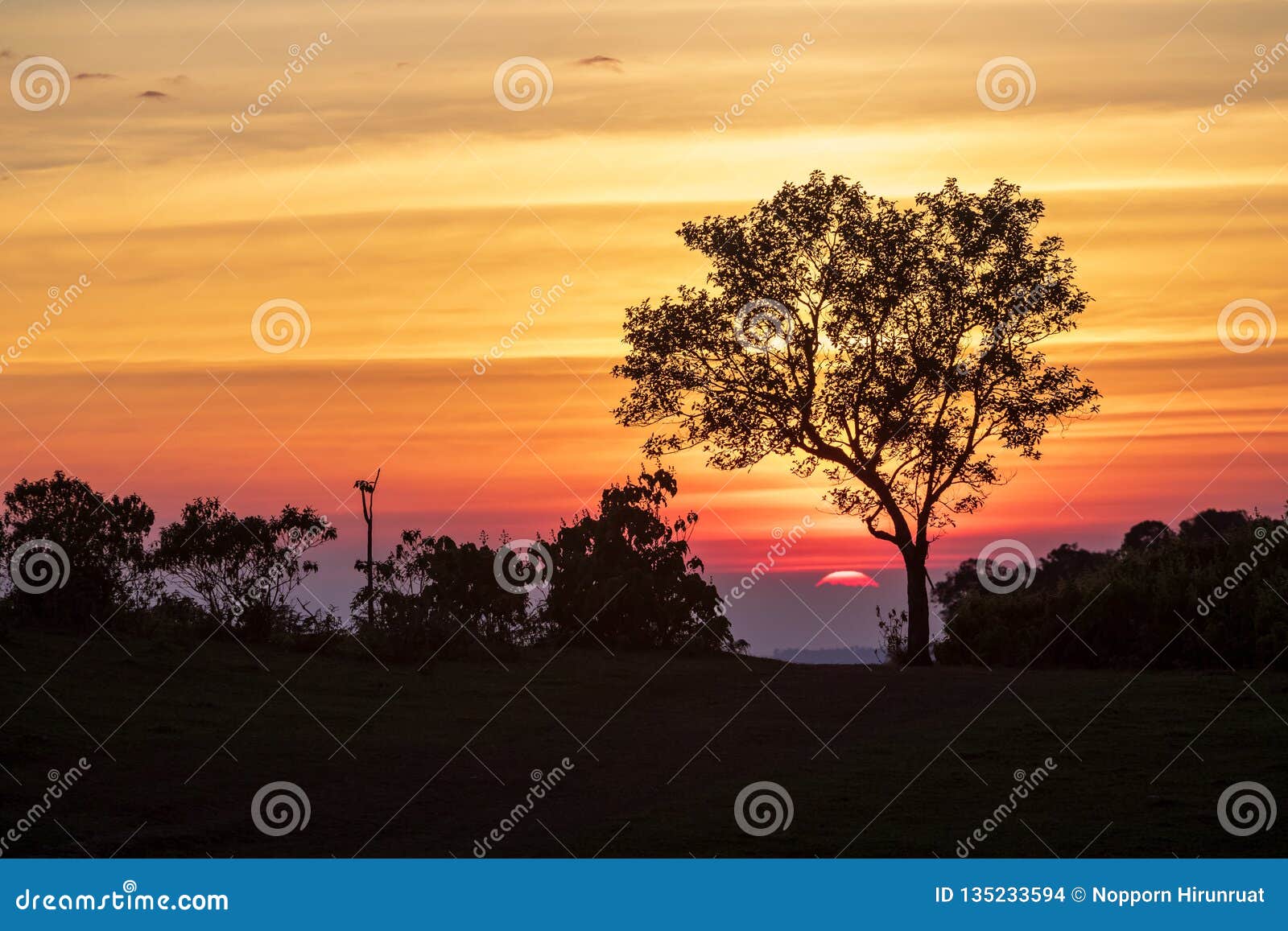 The Spectrum of Sunset and Silhouette Background on Trees Stock Photo ...