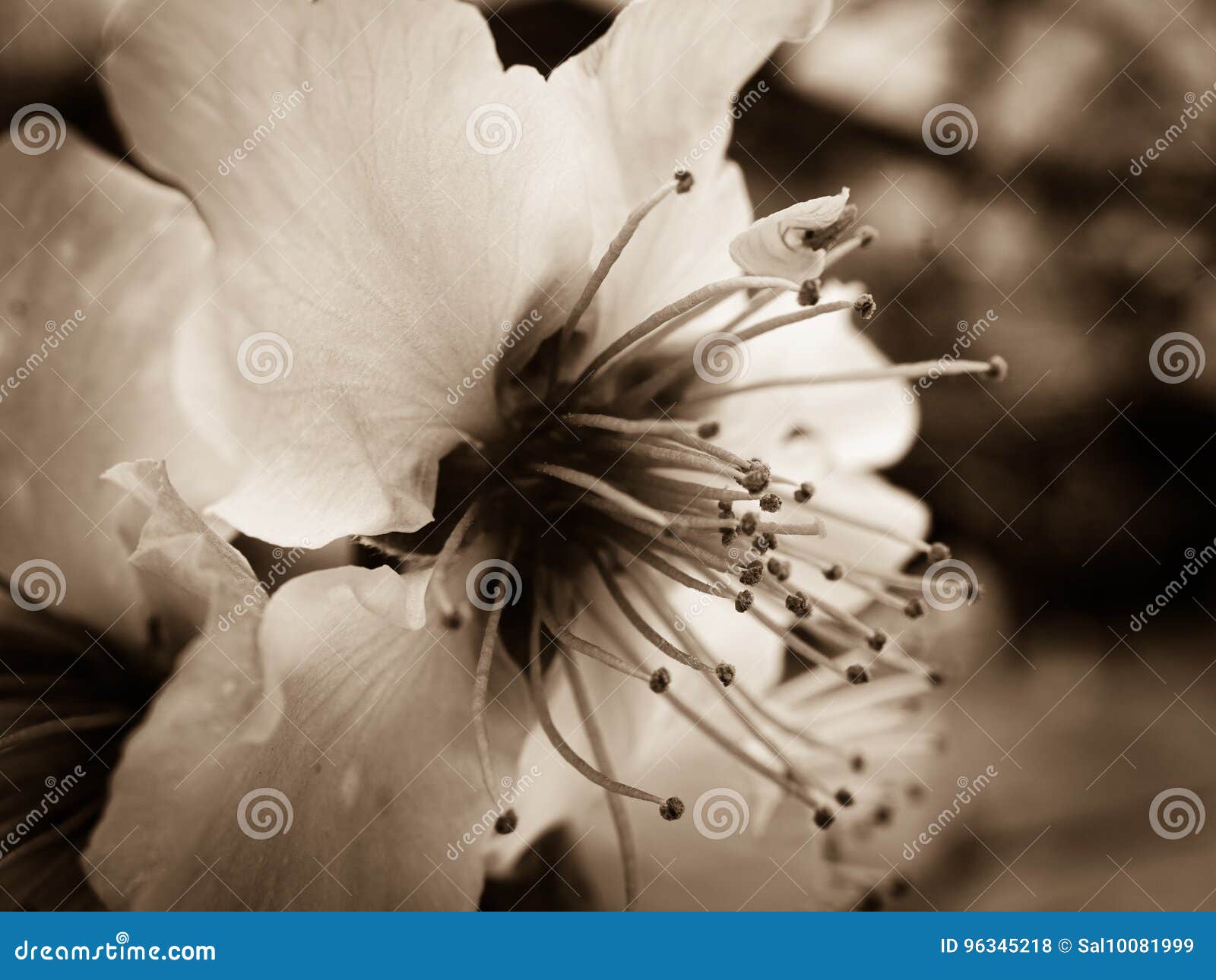 A spedia flower stock photo. Image of petals, filter - 96345218