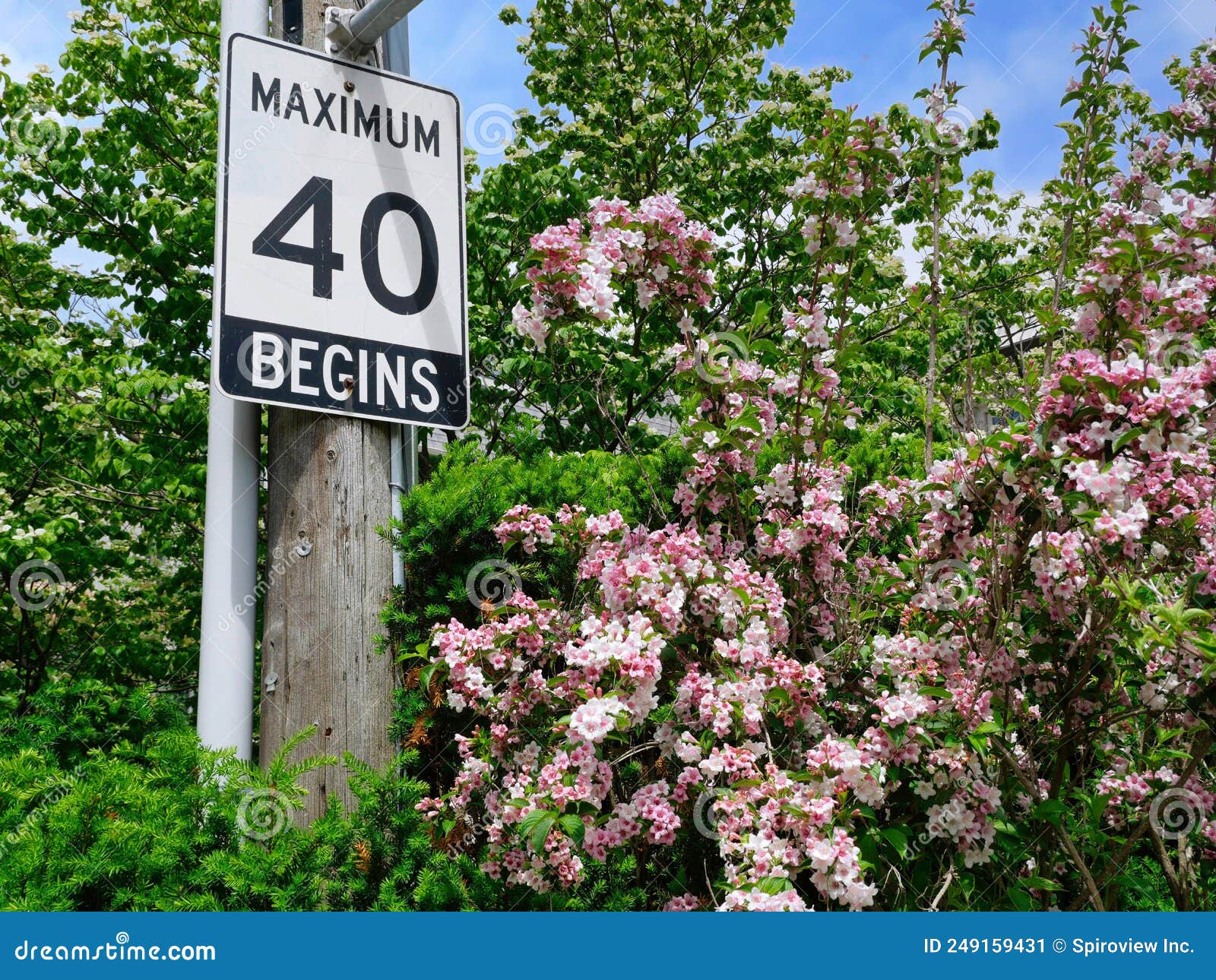 Speed Limit Sign Surrounded by Beautiful Flowering Tree Stock Image ...