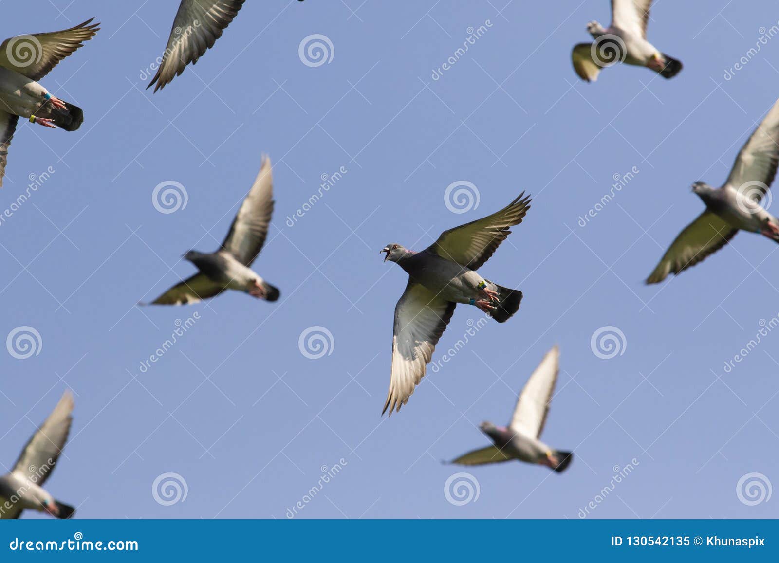 Speed Racing Pigeon Flying Against Clear Blue Sky Stock Image - Image ...
