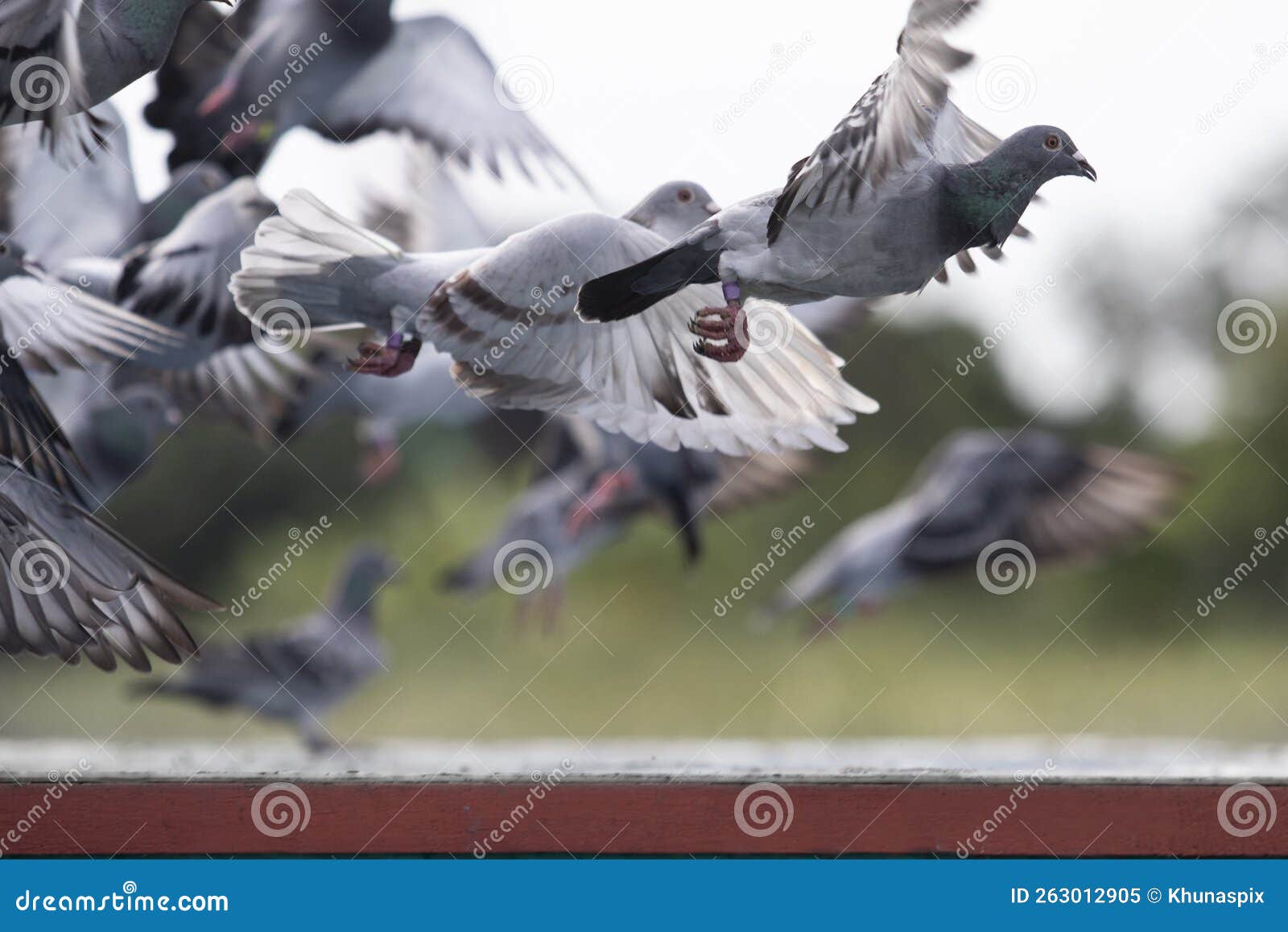 Speed Racing Pigeon Flying Over Home Loft Trap Stock Image - Image of ...
