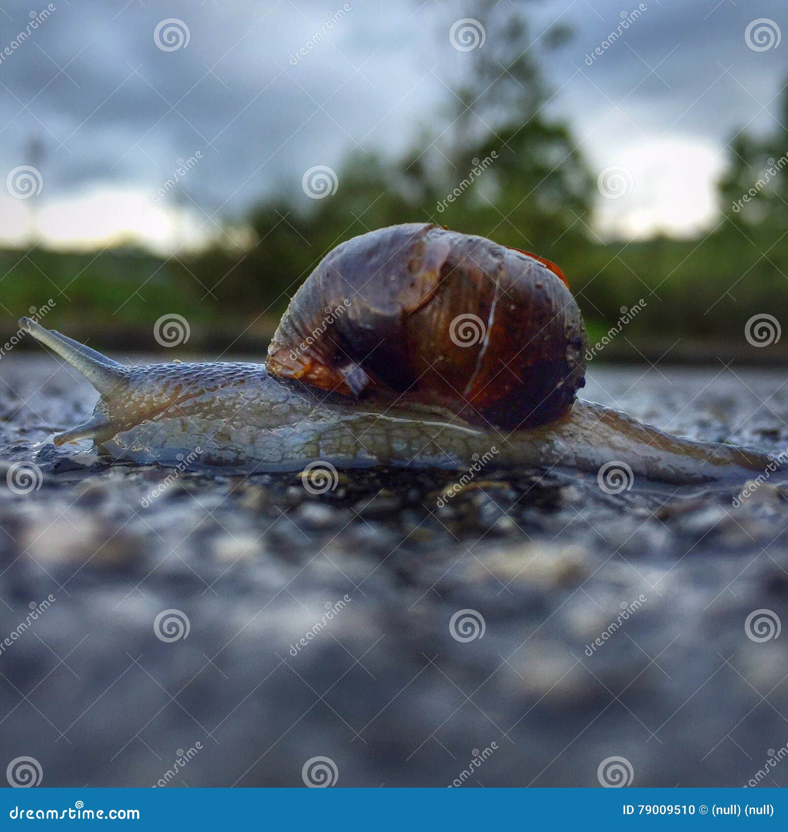 With speed stock photo. Image of sigma, snails, attitude - 79009510