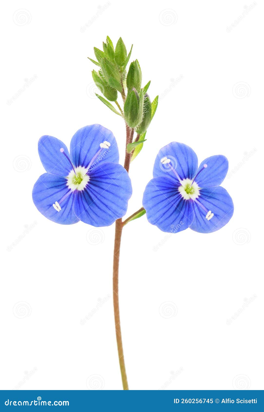 Speedwell flowers stock image. Image of flower, eyes - 260256745