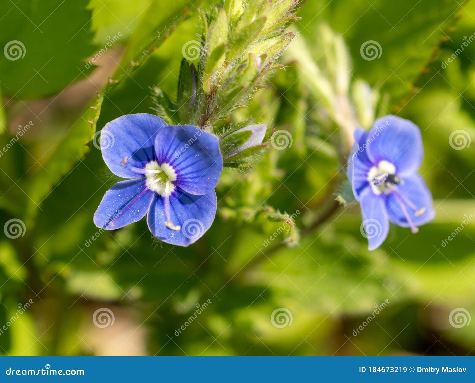 Speedwell Flowers in Spring Stock Image - Image of closeup, petal ...