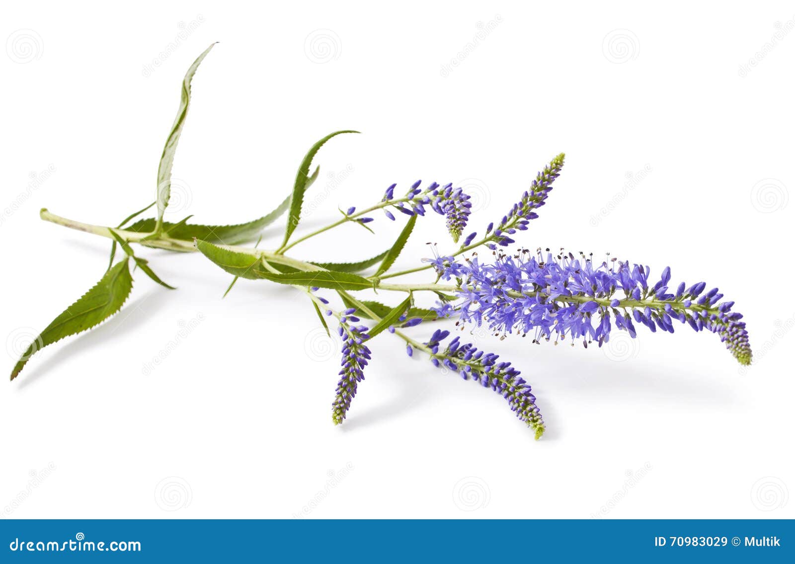 Veronica Longifolia First Lady White, Tall Speedwell Royalty-Free Stock ...