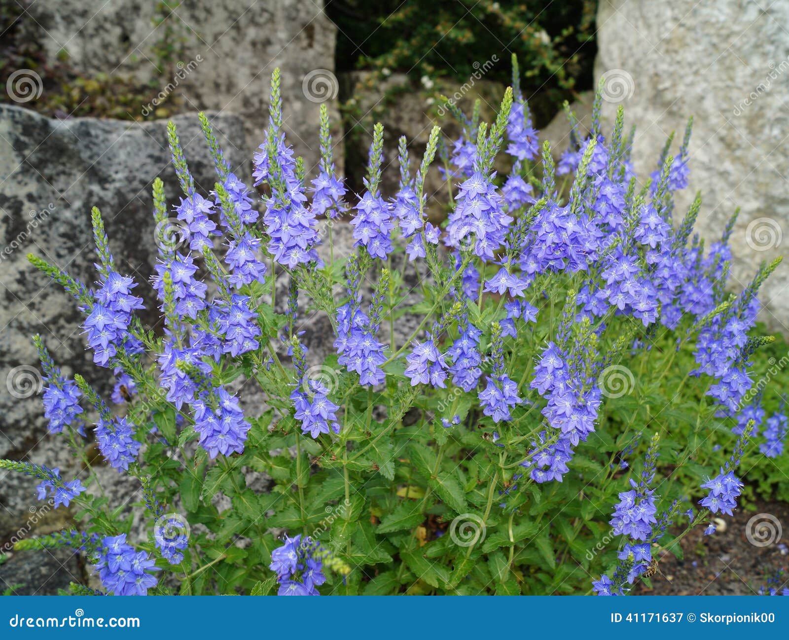 Speedwell (Veronica Austriaca) Stock Image - Image of honey, bright ...