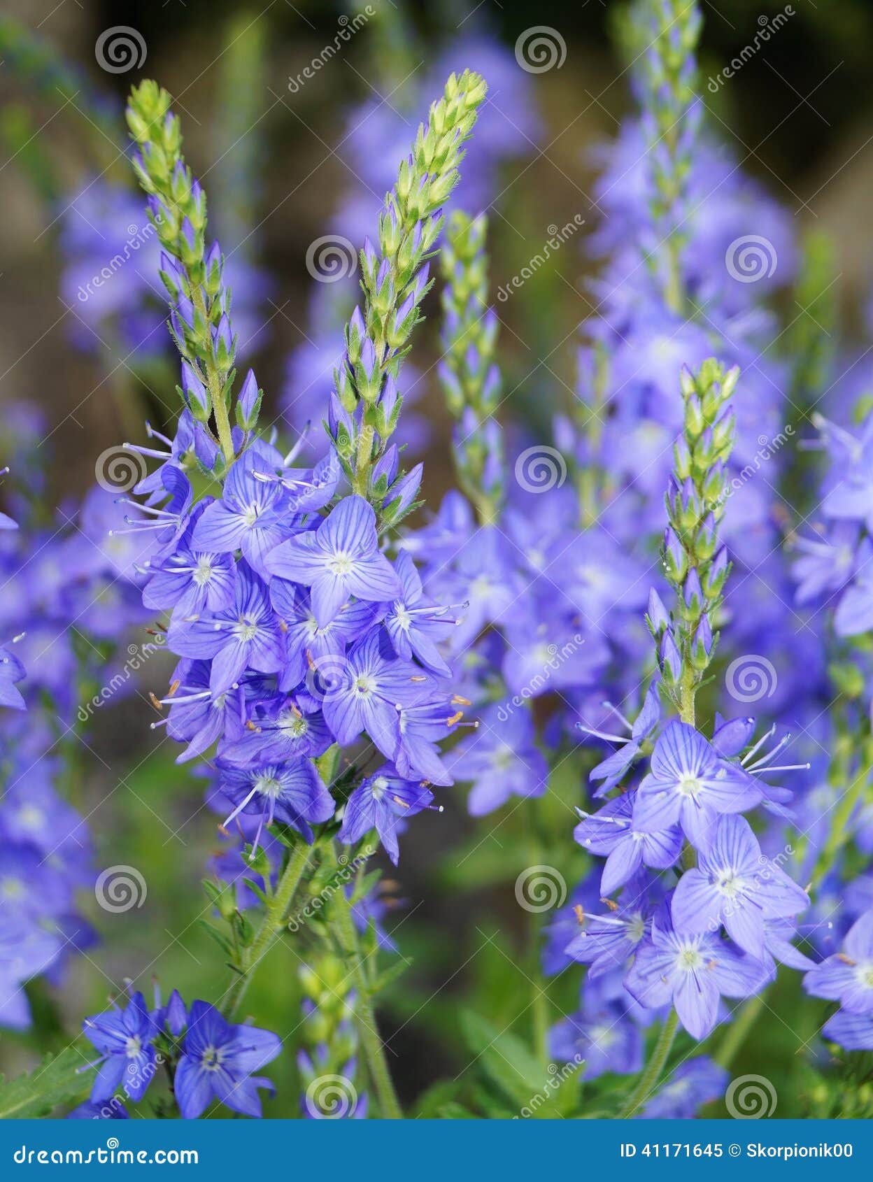 Speedwell (Veronica Austriaca) Stock Image - Image of floral, green ...