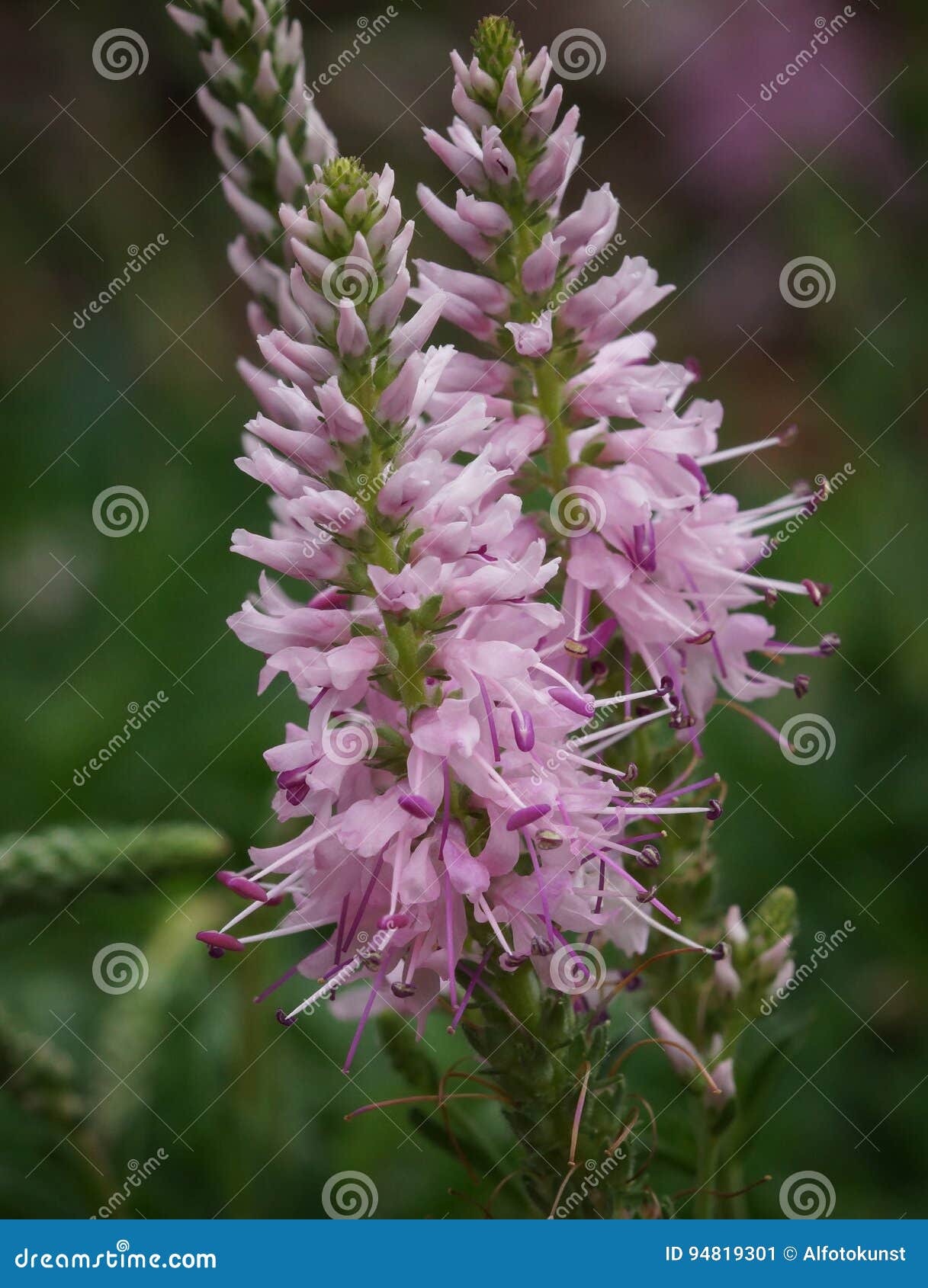 Speedwell, Veronica Spicata Stock Image - Image of flowerbed, gardening ...