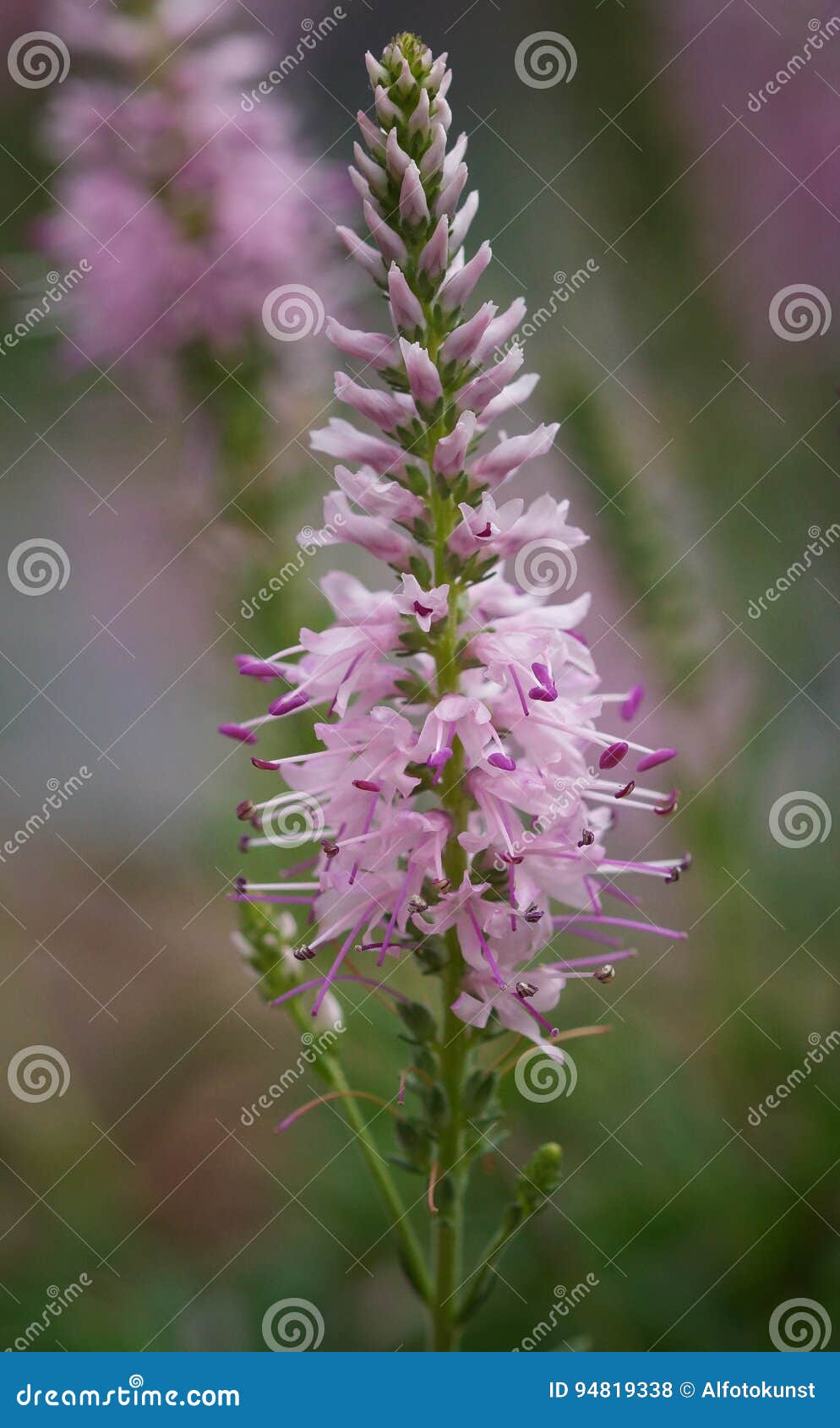Speedwell, Veronica Spicata Stock Photo - Image of head, spicata: 94819338