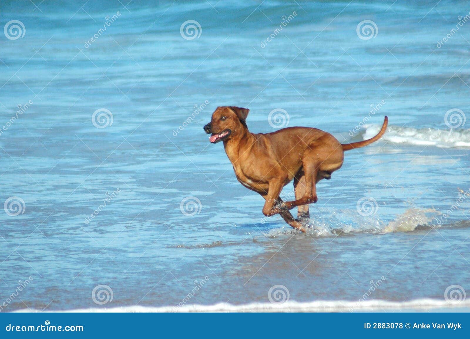 Speedy dog stock photo. Image of happy, animals, good - 2883078