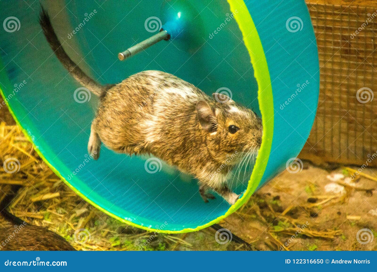Speedy Rodent stock photo. Image of exercise, running - 122316650