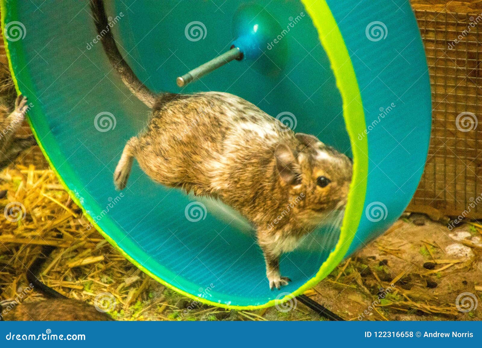 Speedy Rodent stock photo. Image of active, legged, playing - 122316658