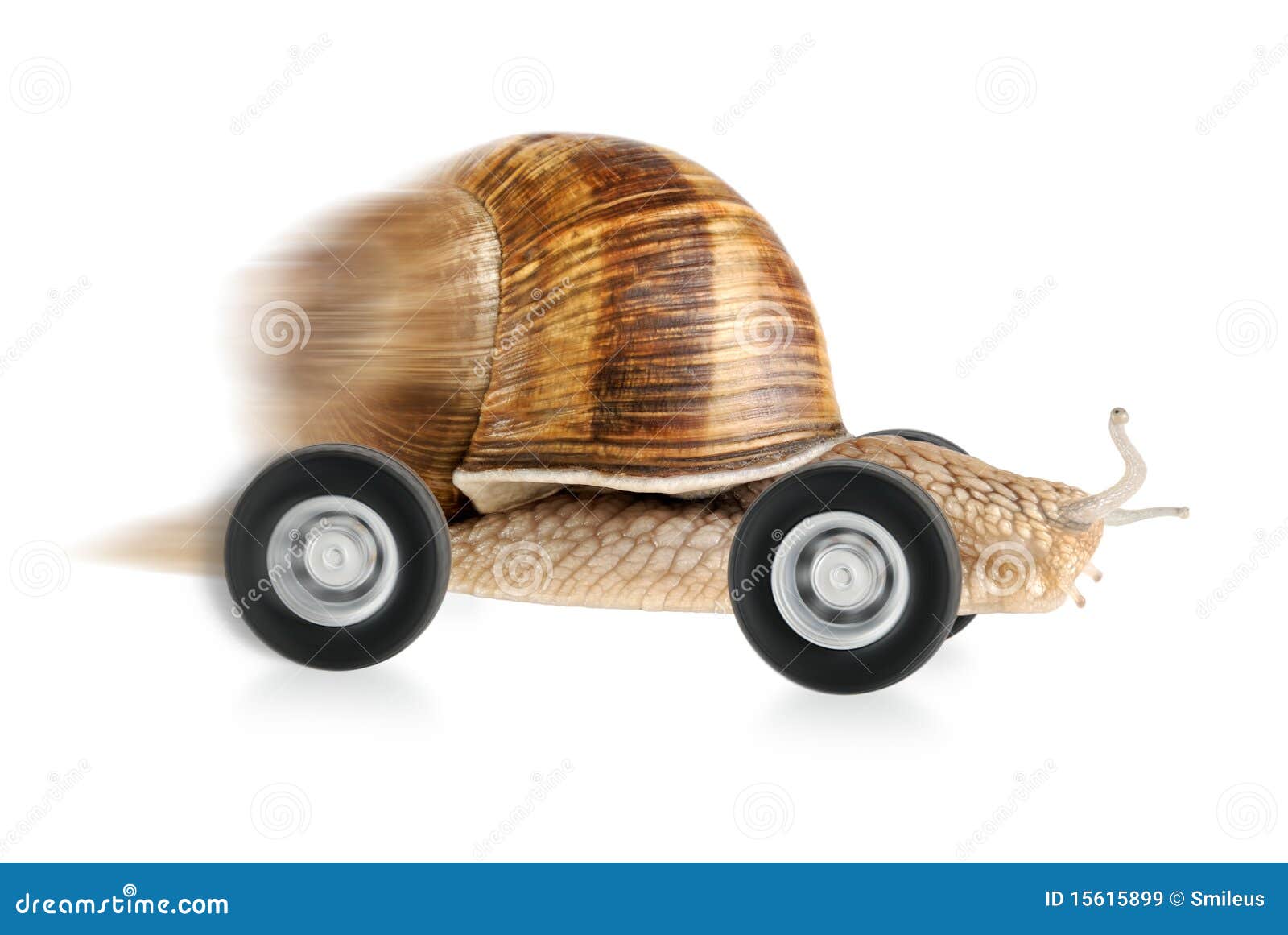 Speedy snail on wheels stock image. Image of clever, aspiring - 15615899