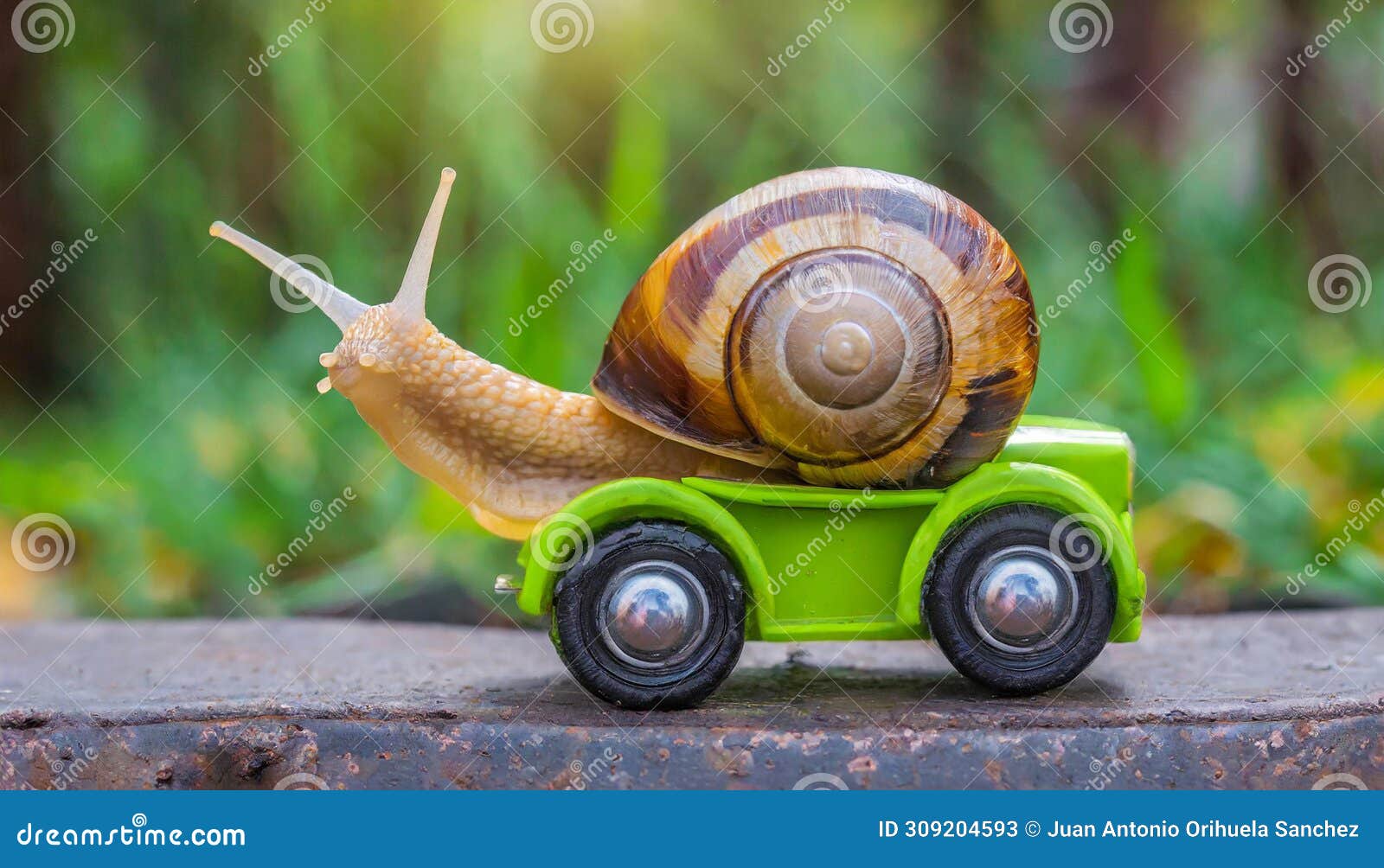 Speedy Snail. Winkle with Wheels Stock Image - Image of slug, joke ...